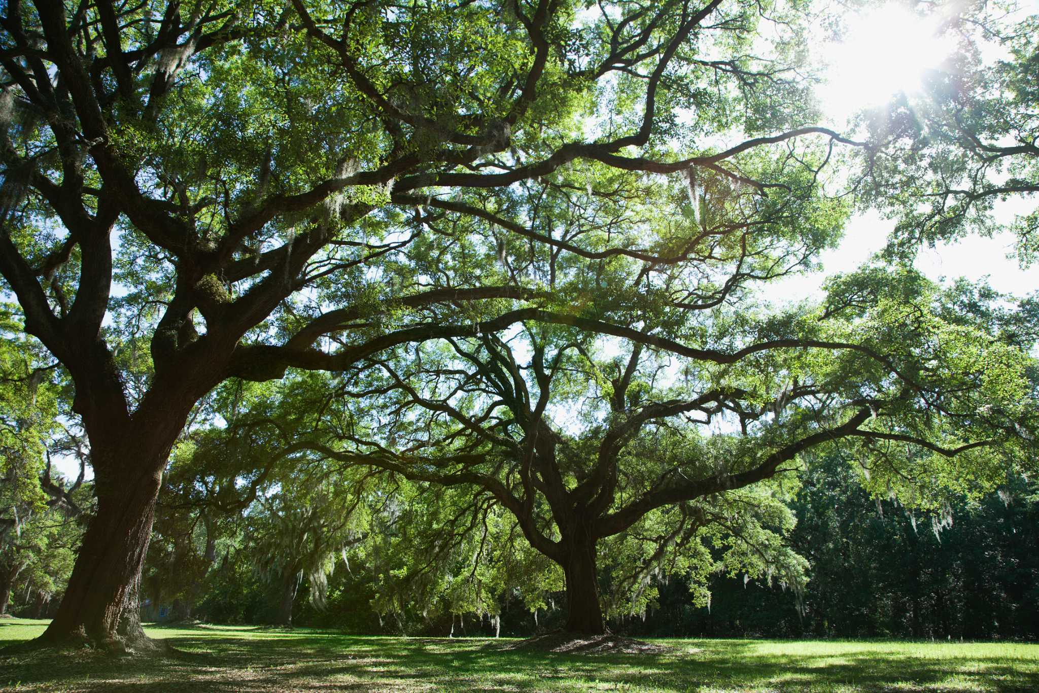 Warning Signs of Leaning Oak Trees