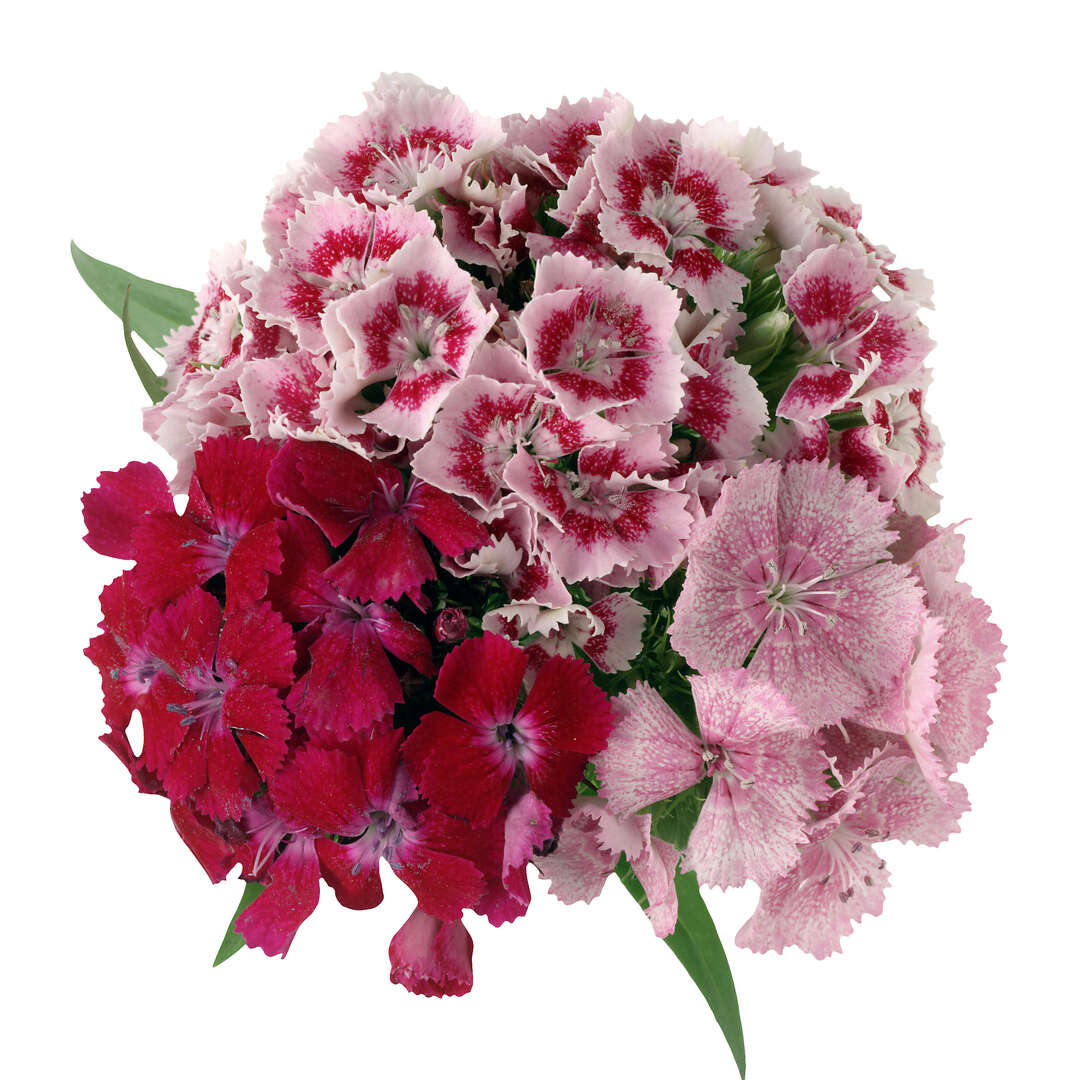 What Is Dianthus Spp?