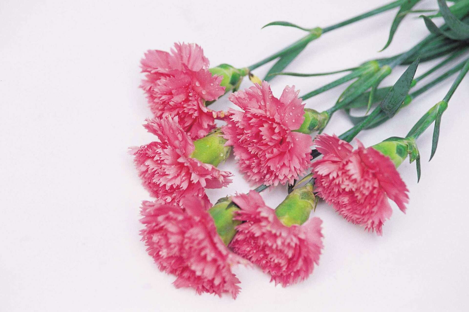 Dianthus Propagation