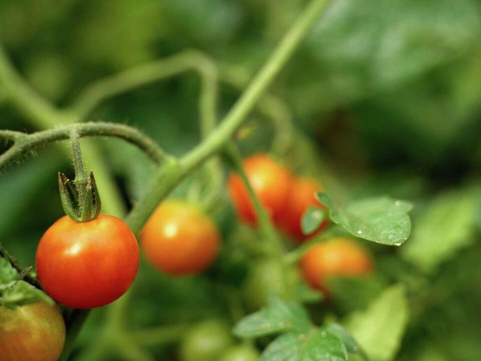 How to Look After Tomato Plants