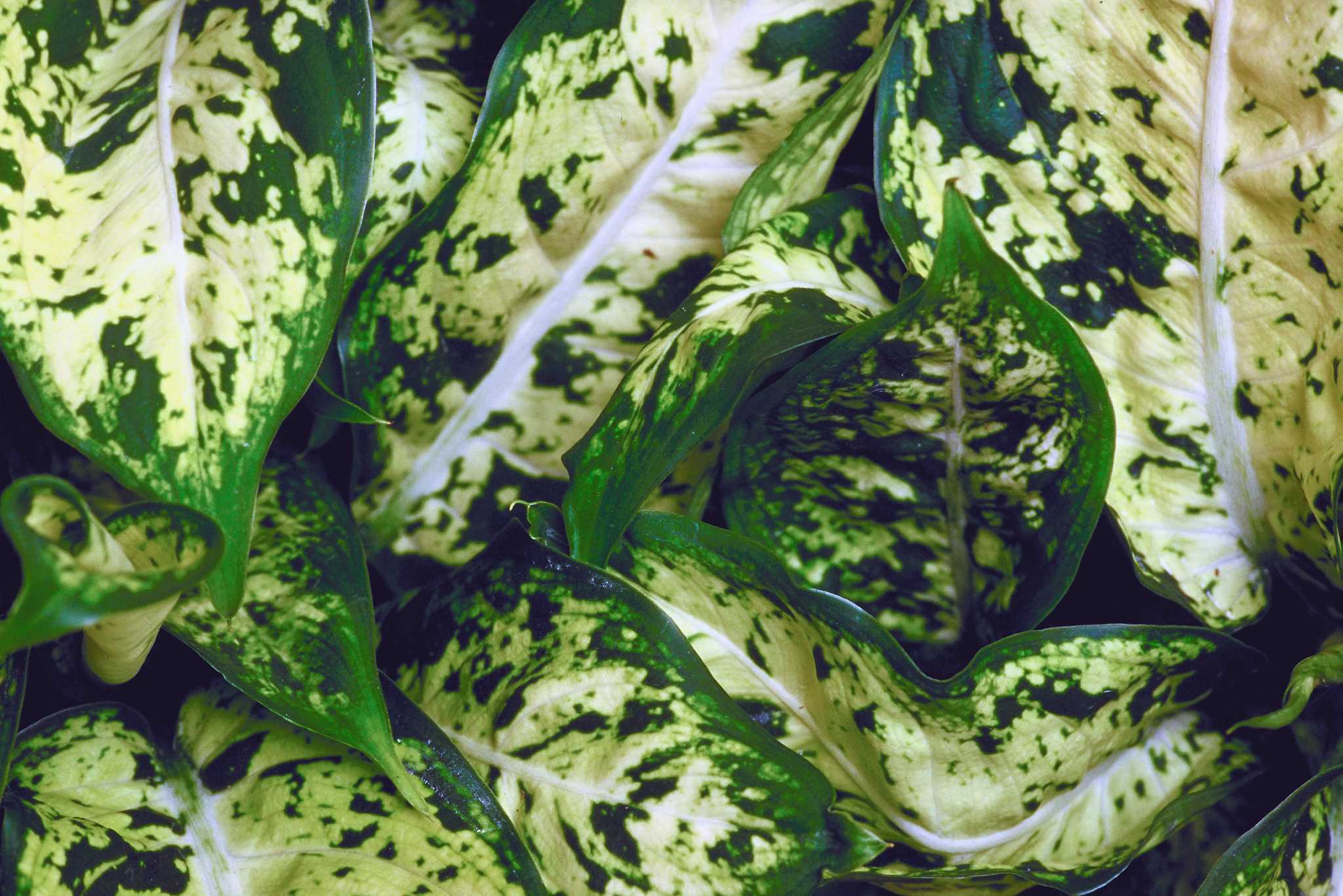 The Varieties of Dieffenbachia