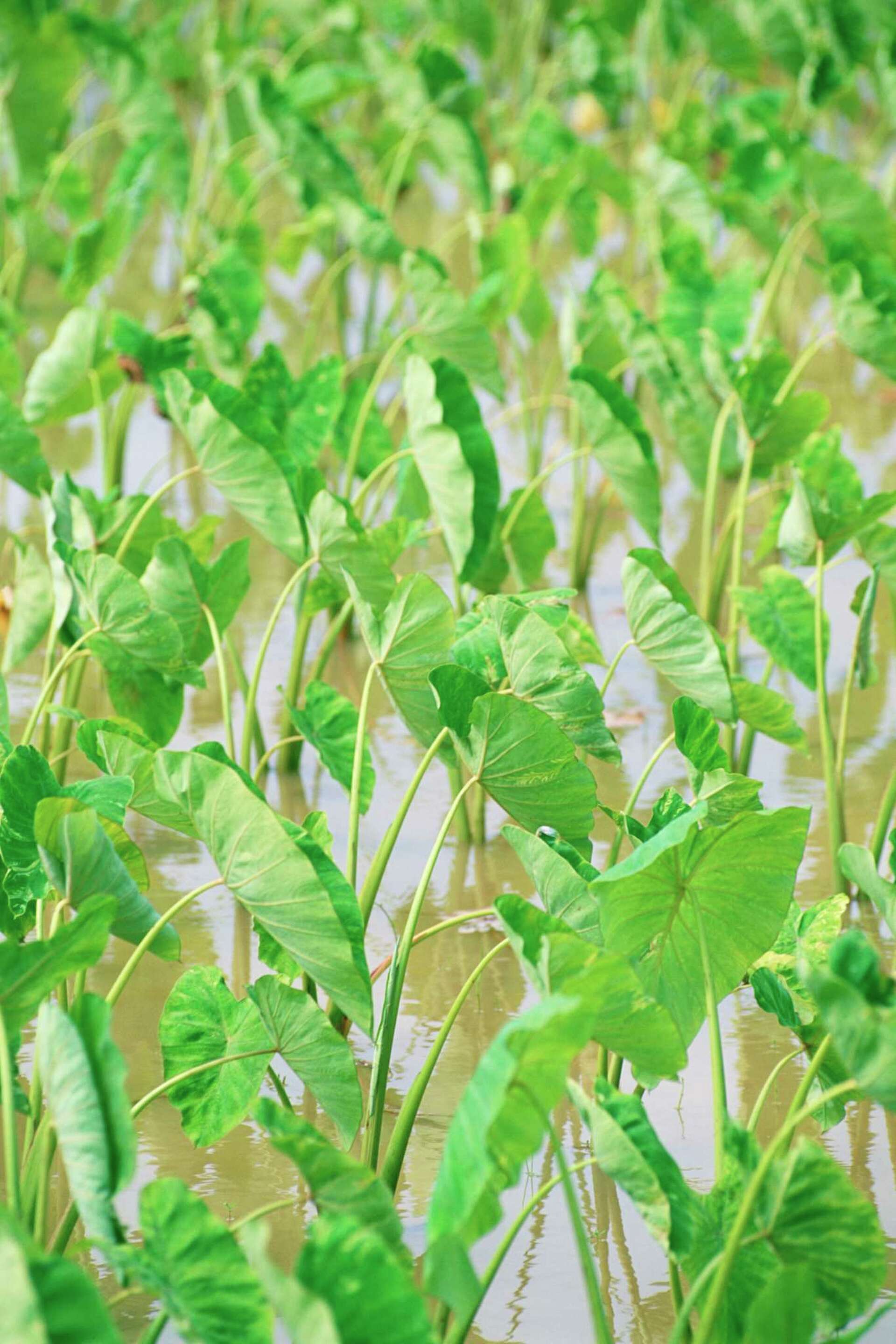 Difference Between Alocasia & Colocasia
