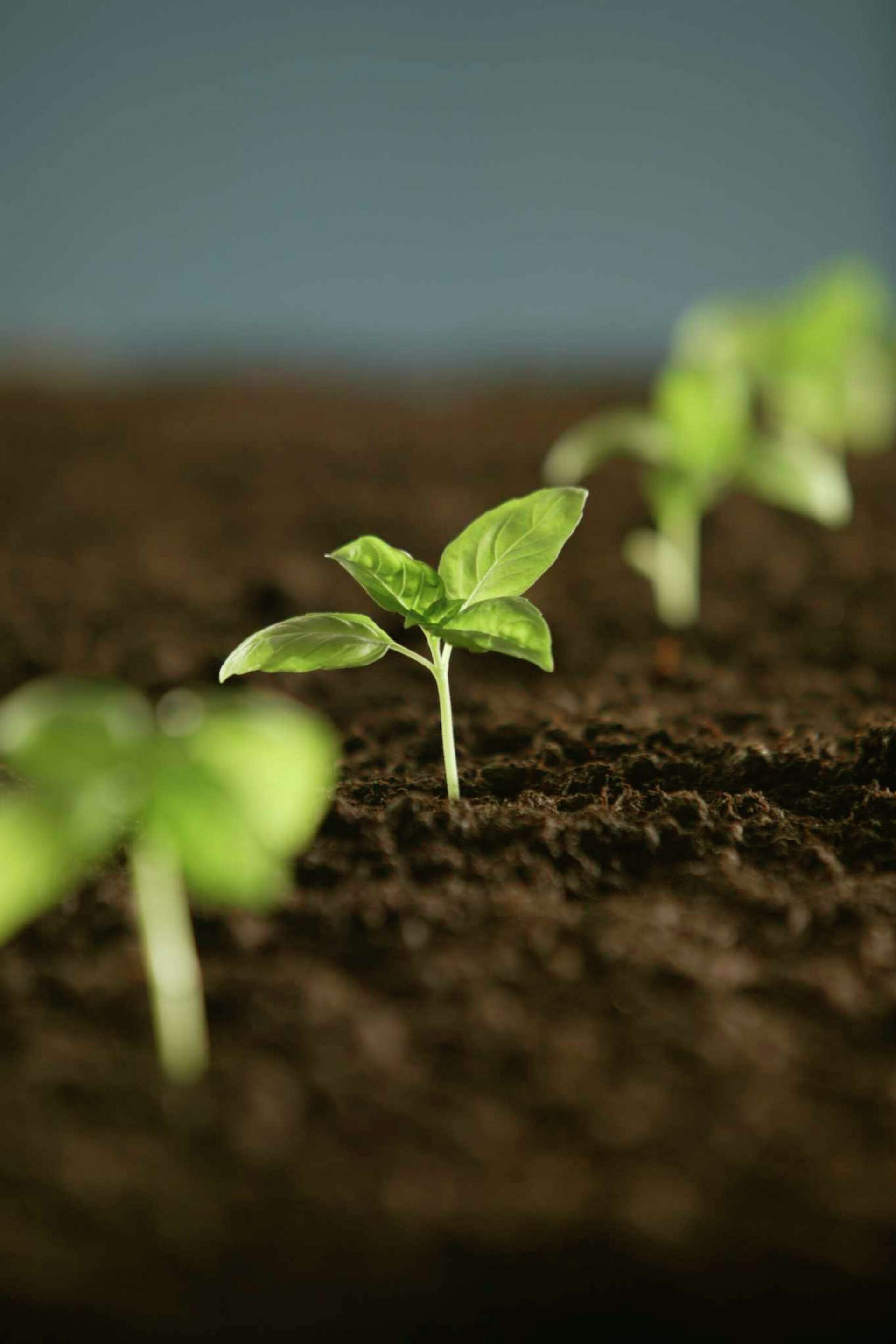 How to Make the Soil Loose
