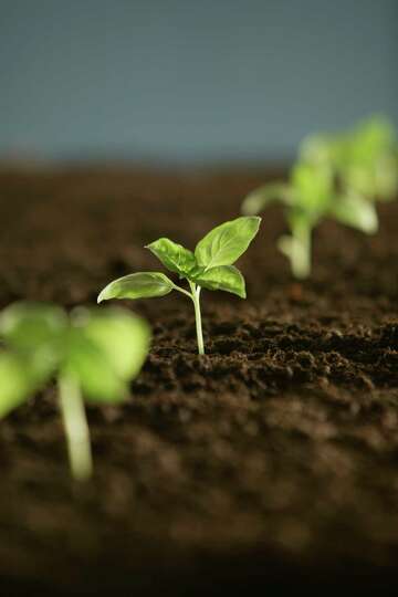 How to Identify Wild Radish Weeds