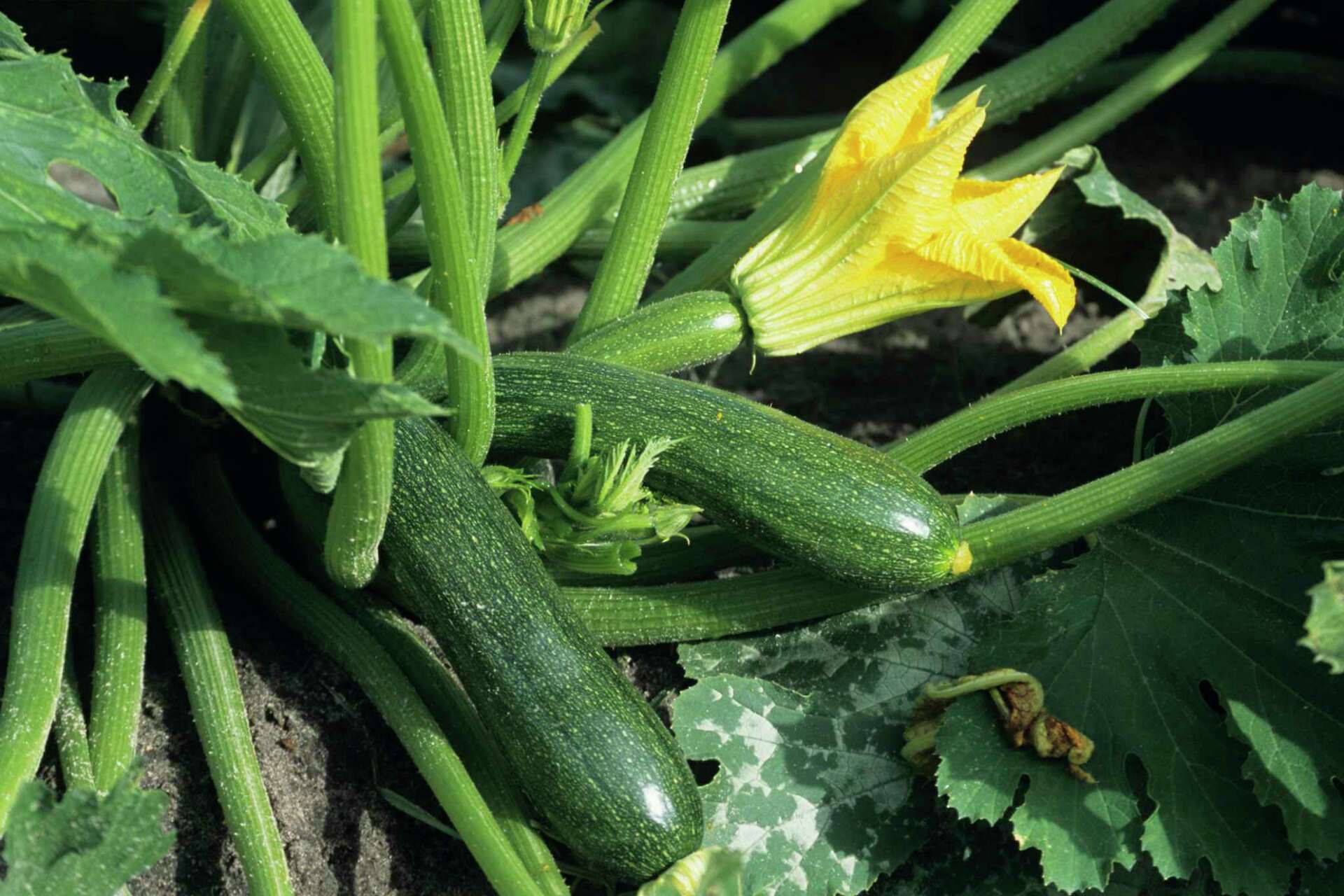 Can a Cat Eat a Zucchini Plant?