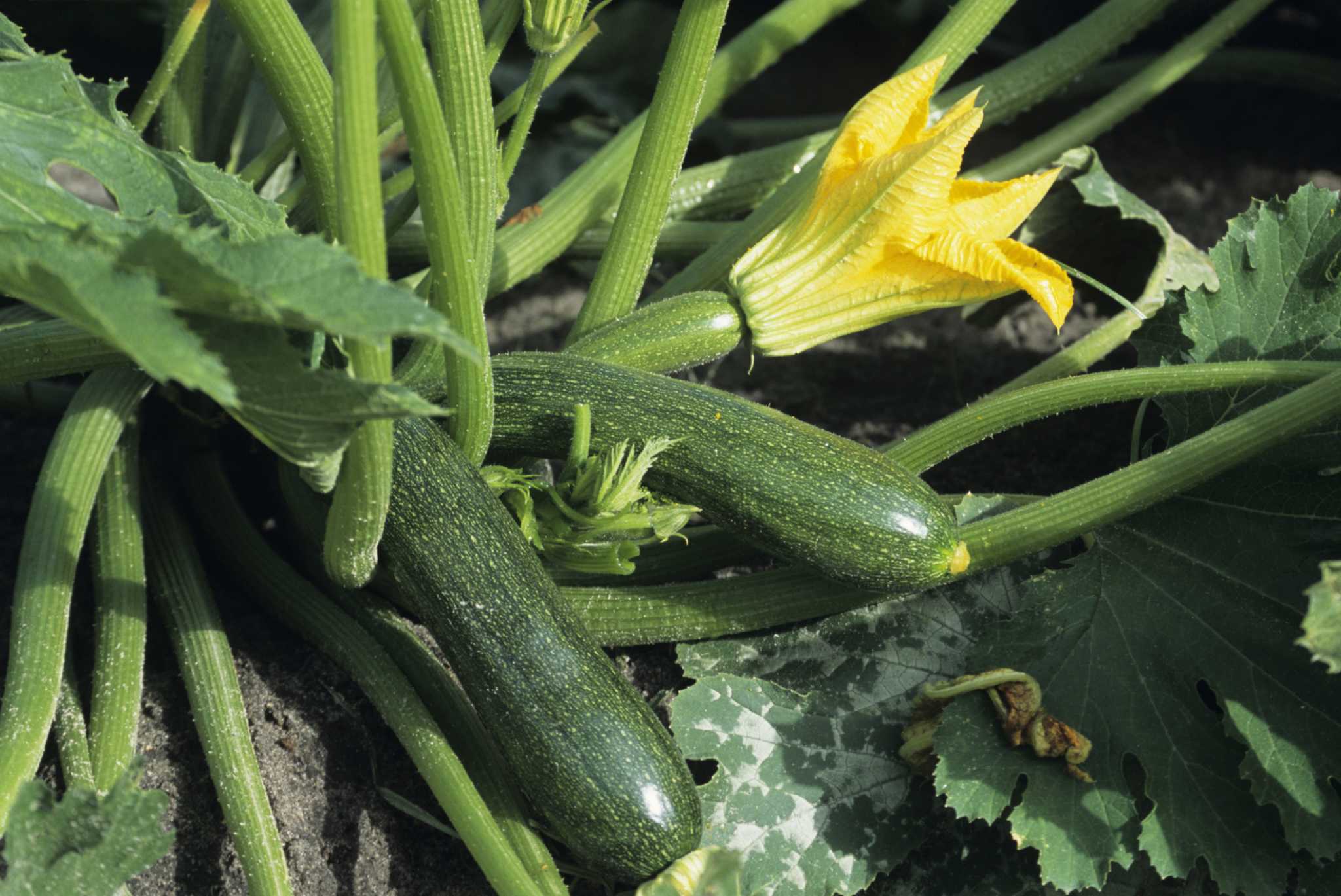 How to Pollinate Cucumbers & Zucchini