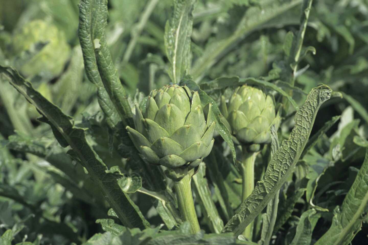 Planting Bare Root Artichokes
