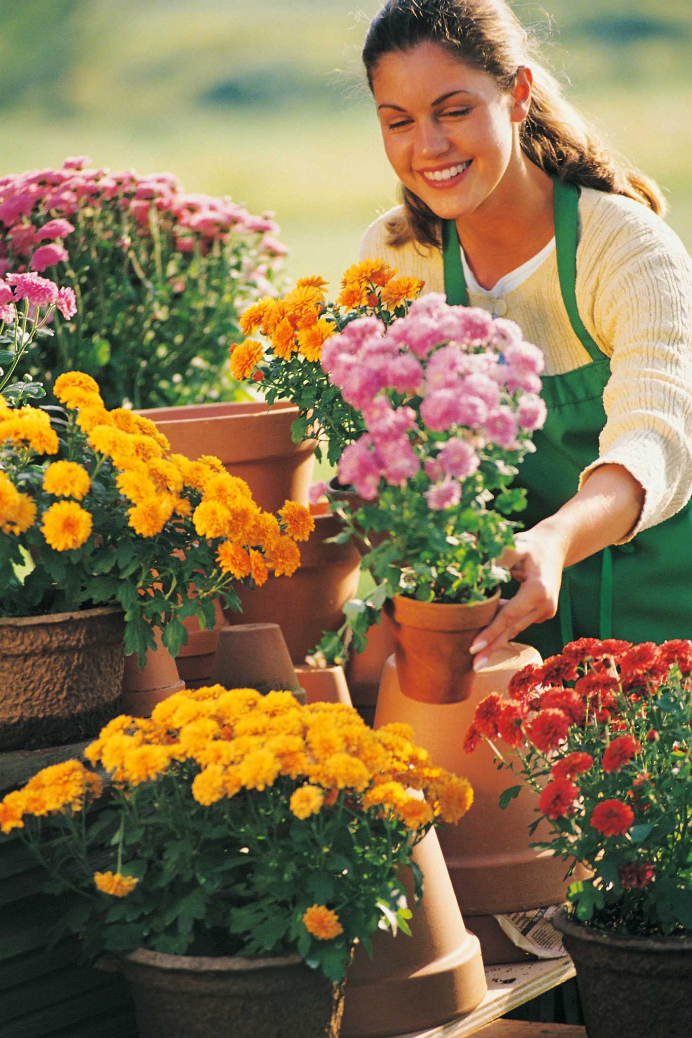 How Much To Cut Back Mums After Frost