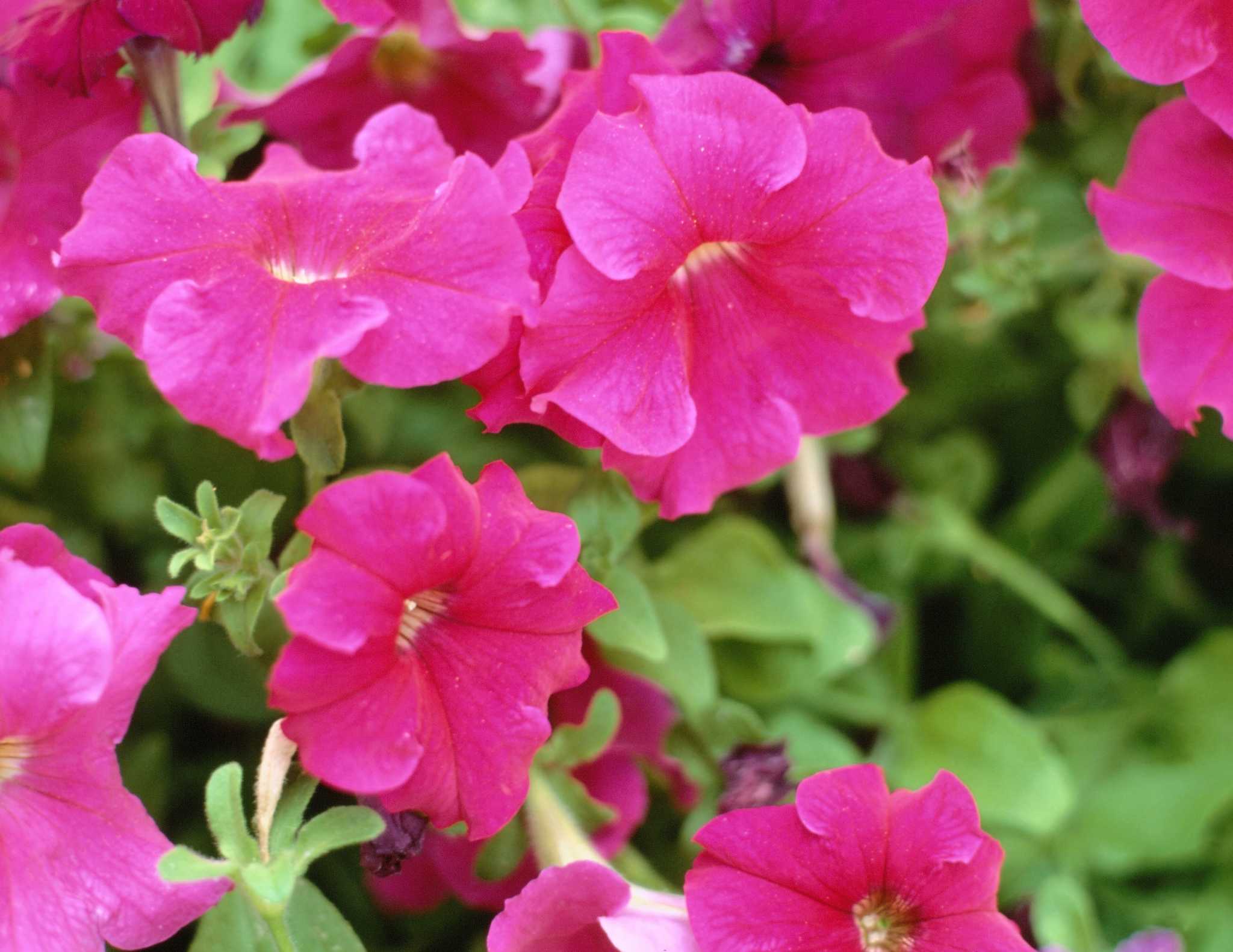 Difference Between a Compact & Trailing Petunia