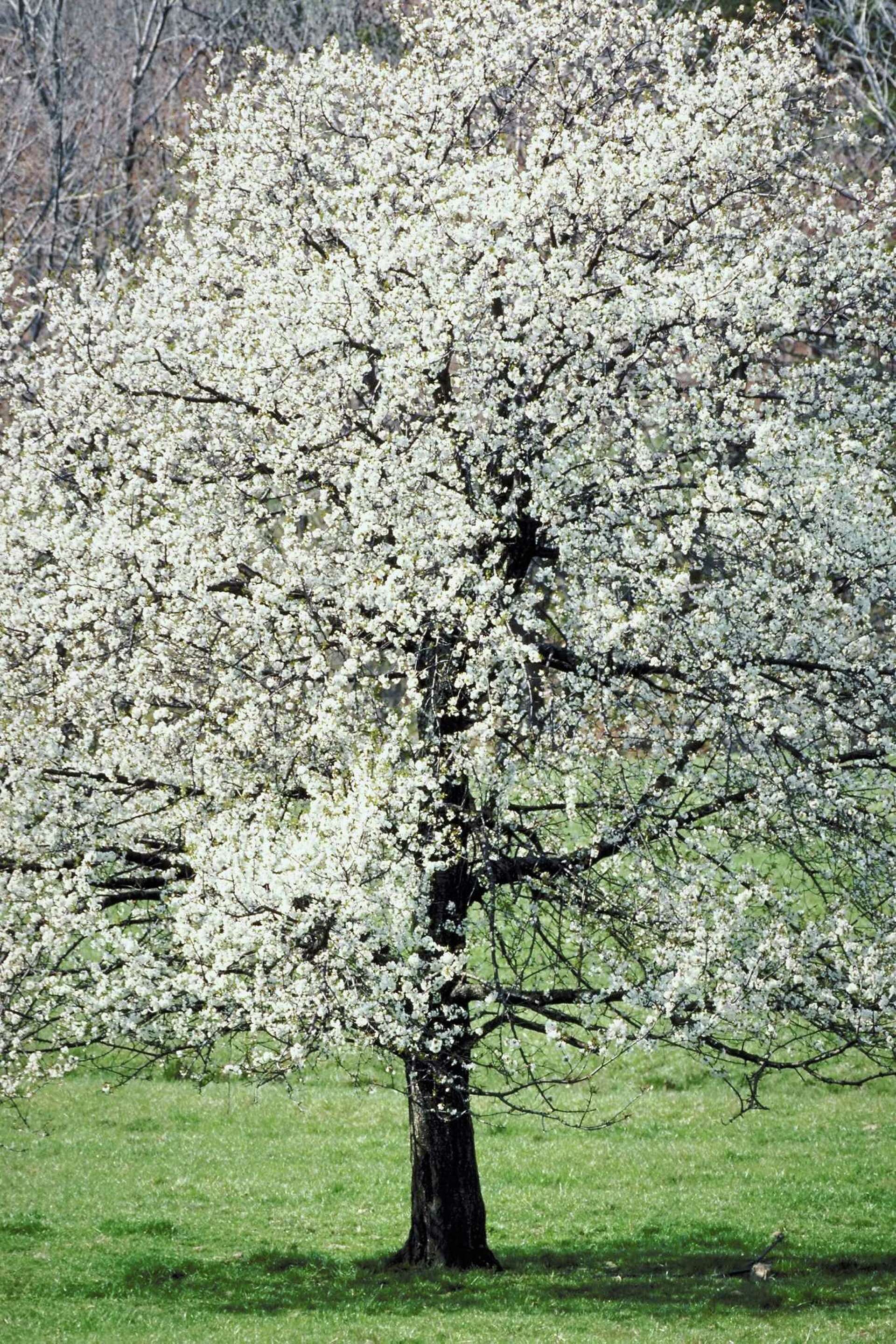 Can Dogwood Trees Be Planted in Full Sun?
