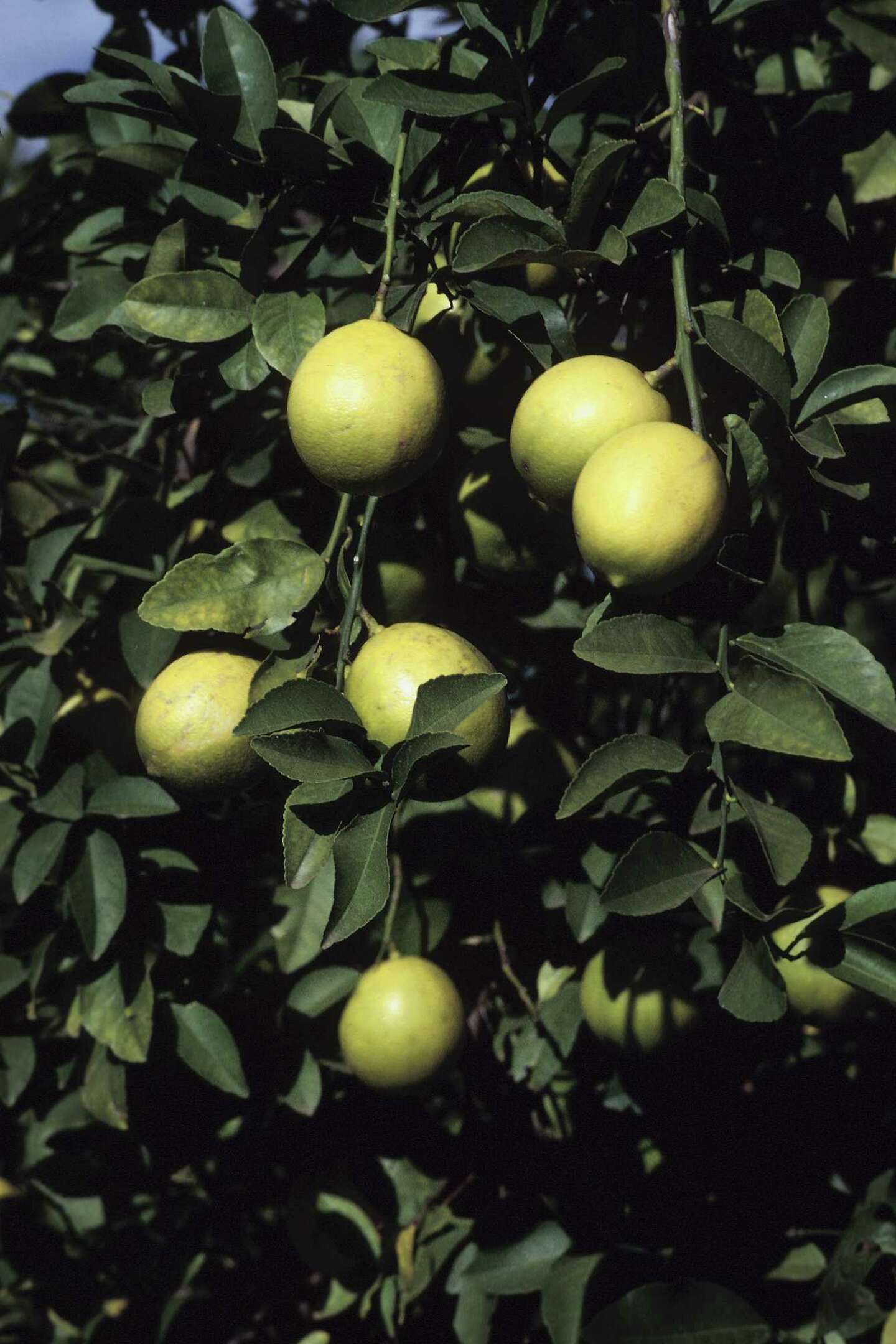 Everbearing Lemon Tree Information