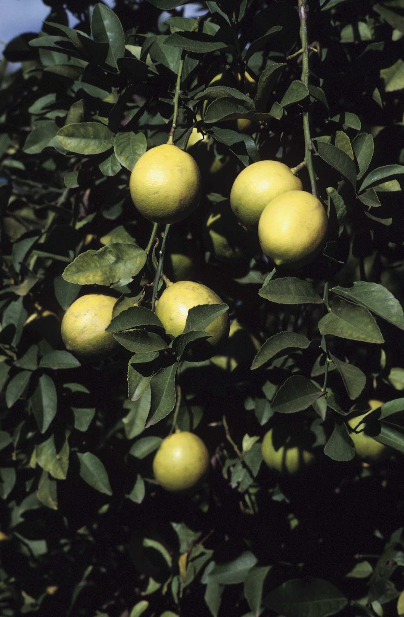Fruit Trees for Acid Soils