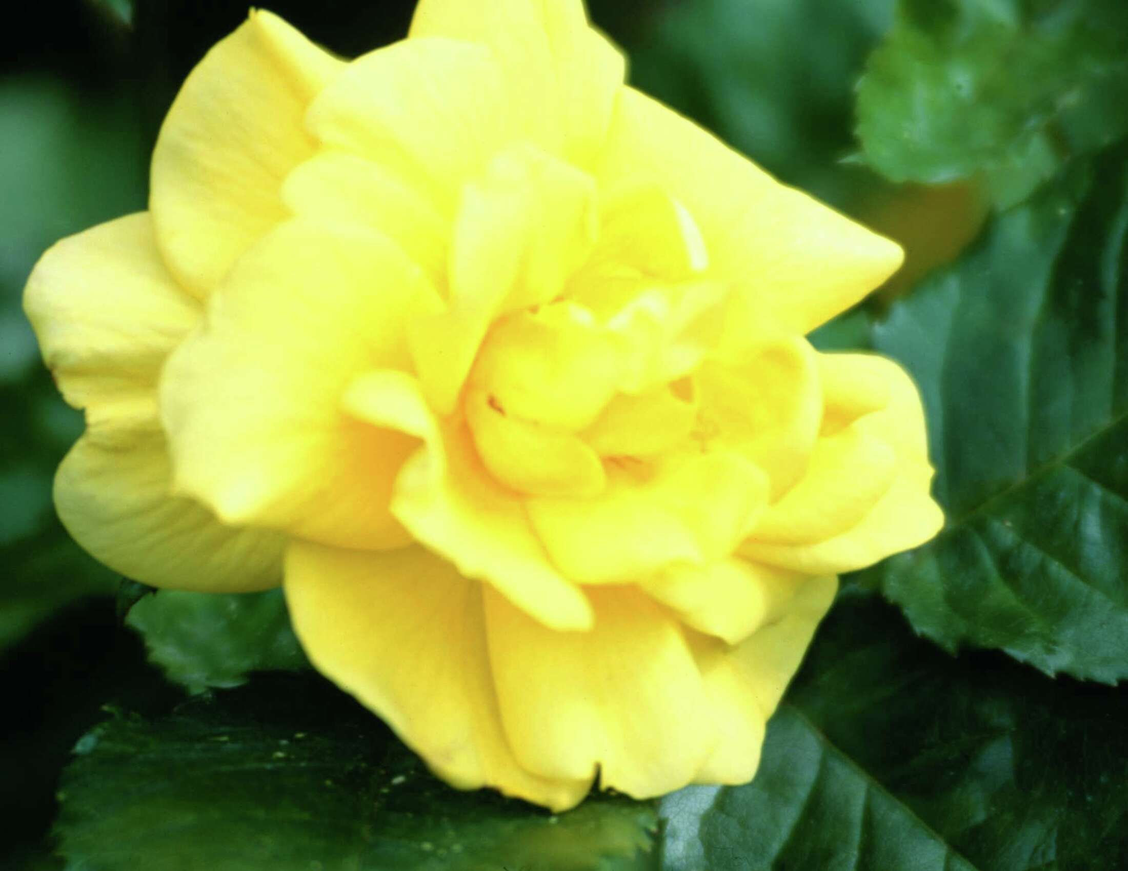 How to Prune a Floribunda Rose Bush for Blooms All Summer