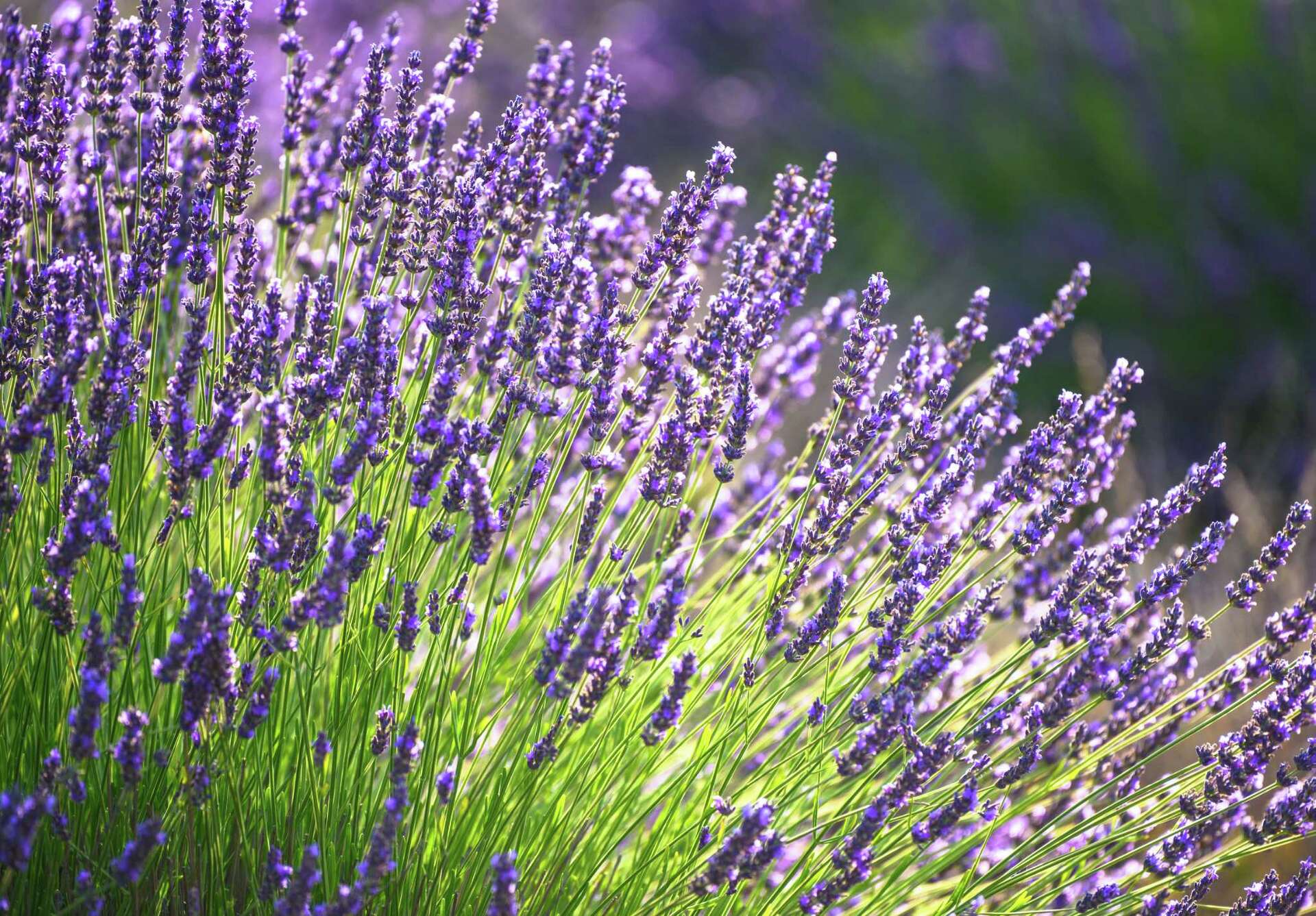 The Difference Between Lavender & Culinary Lavender