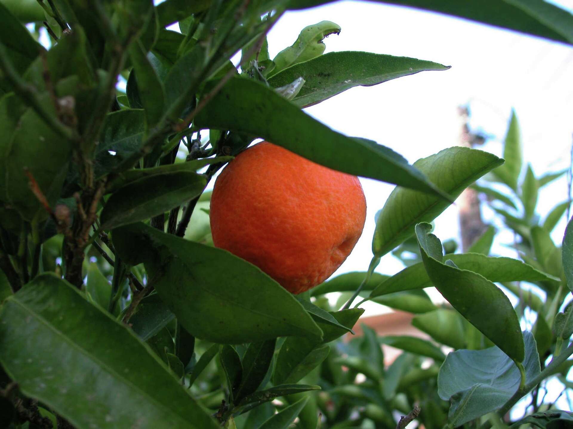 How to Prune a Satsuma Tree