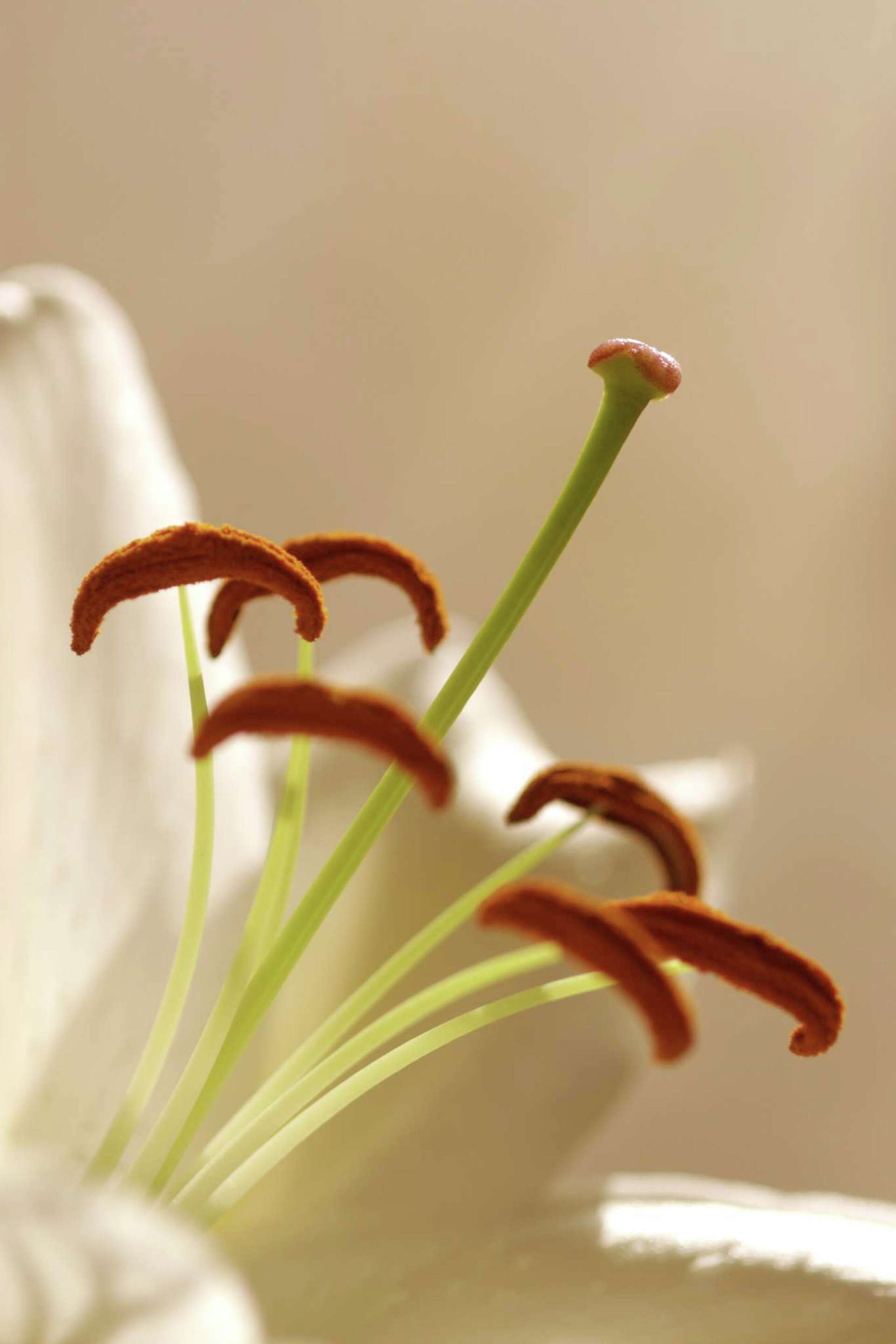 What Is the Lily's Stamen?