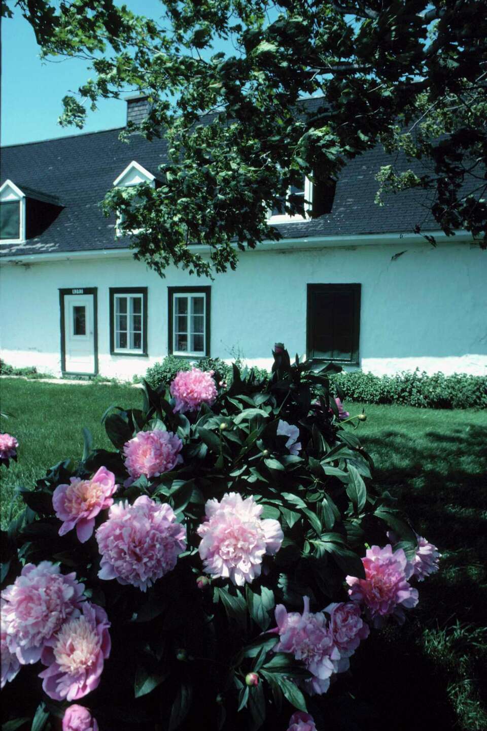 How to Stake a Peony