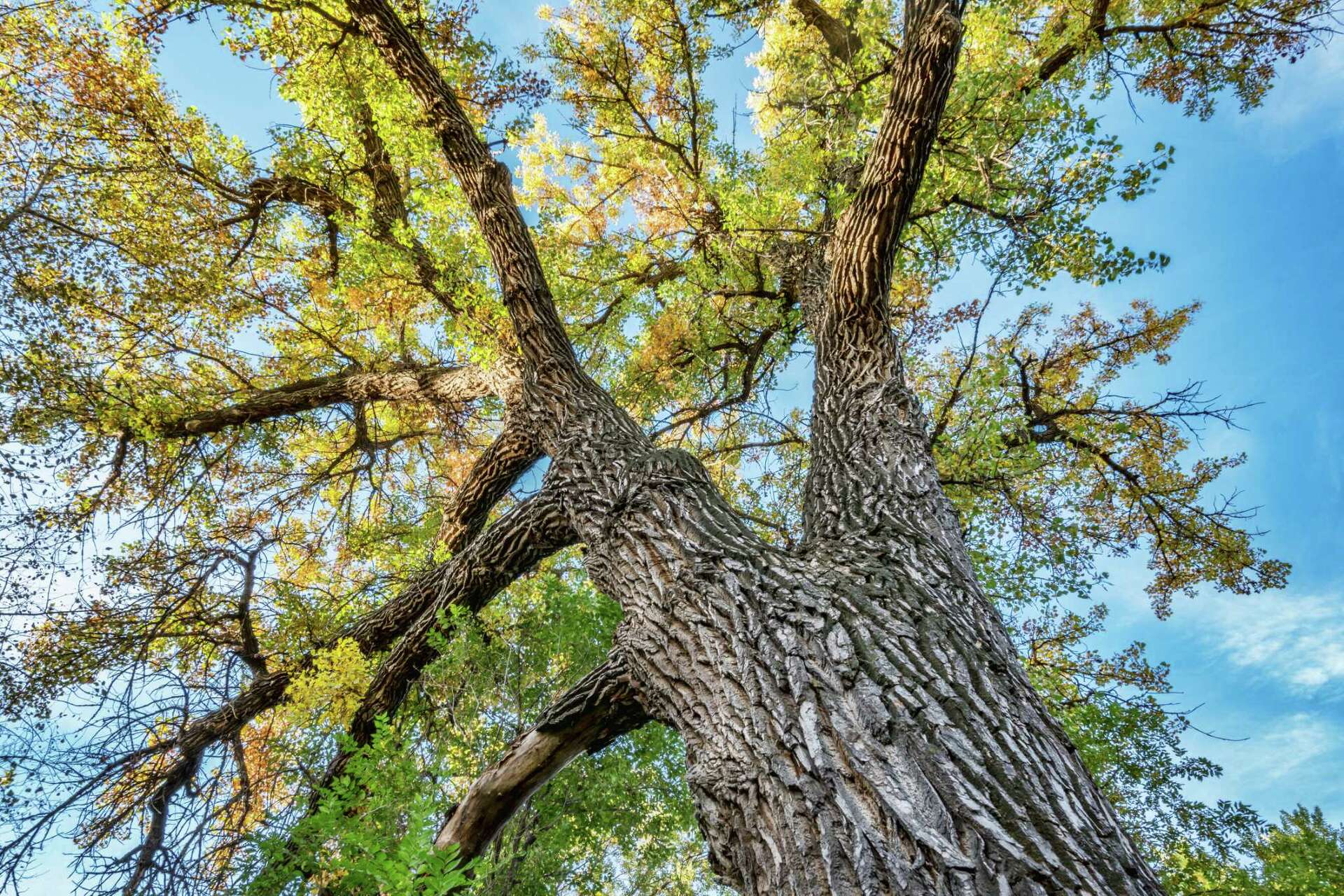 What Is the Difference Between a Poplar & a Cottonwood Tree?