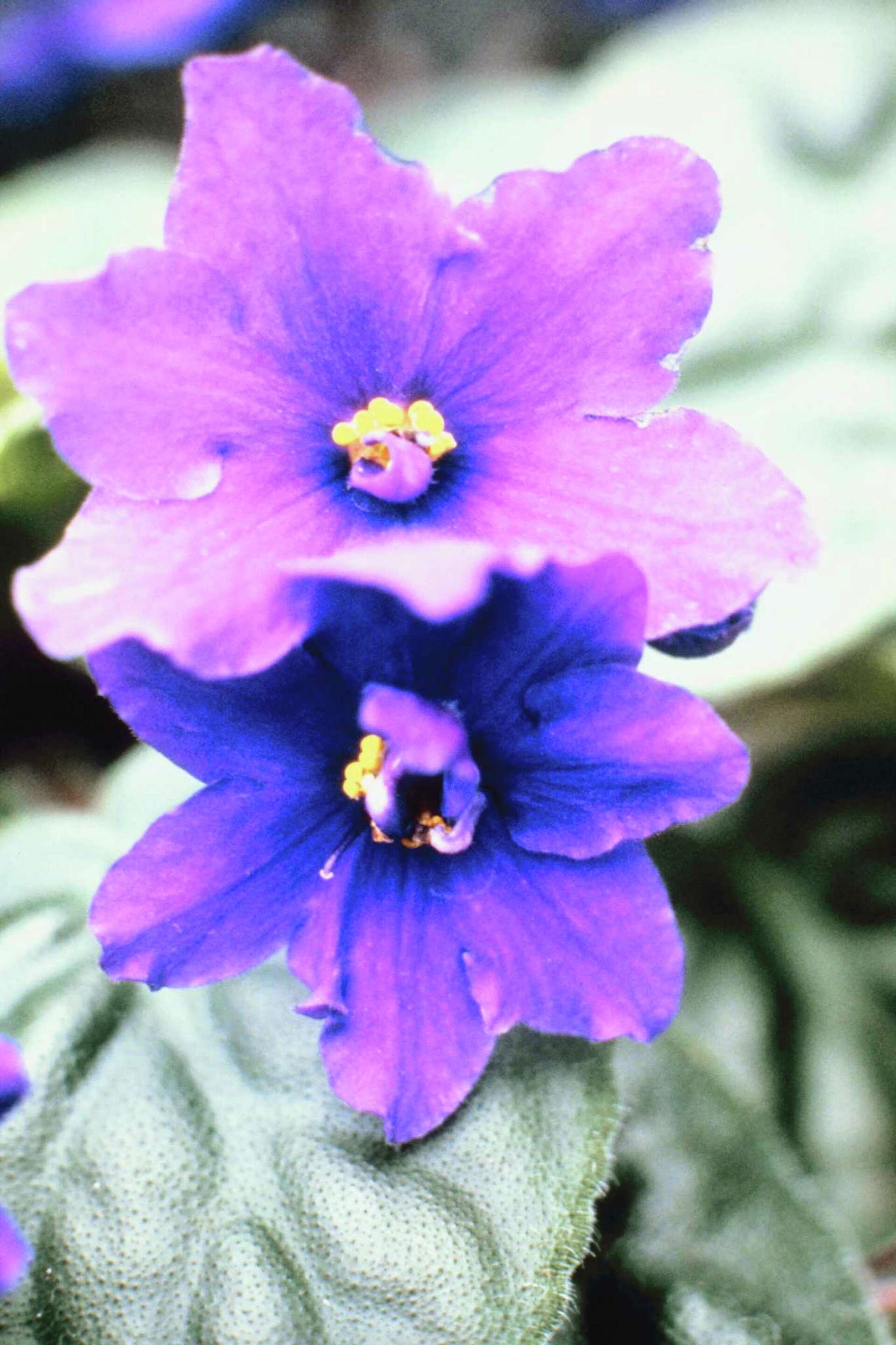 The Difference Between Primroses & African Violets