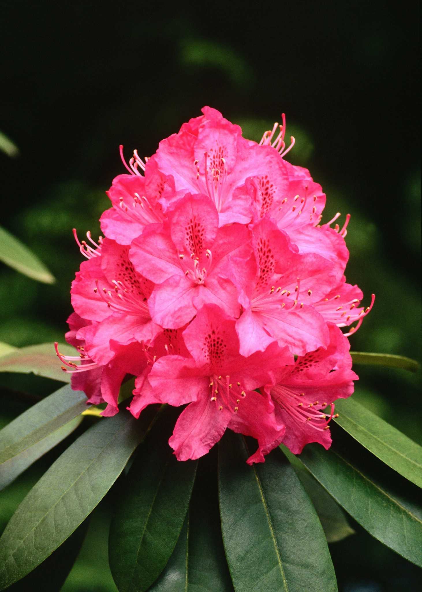 Difference Between Rhododendron & Azalea