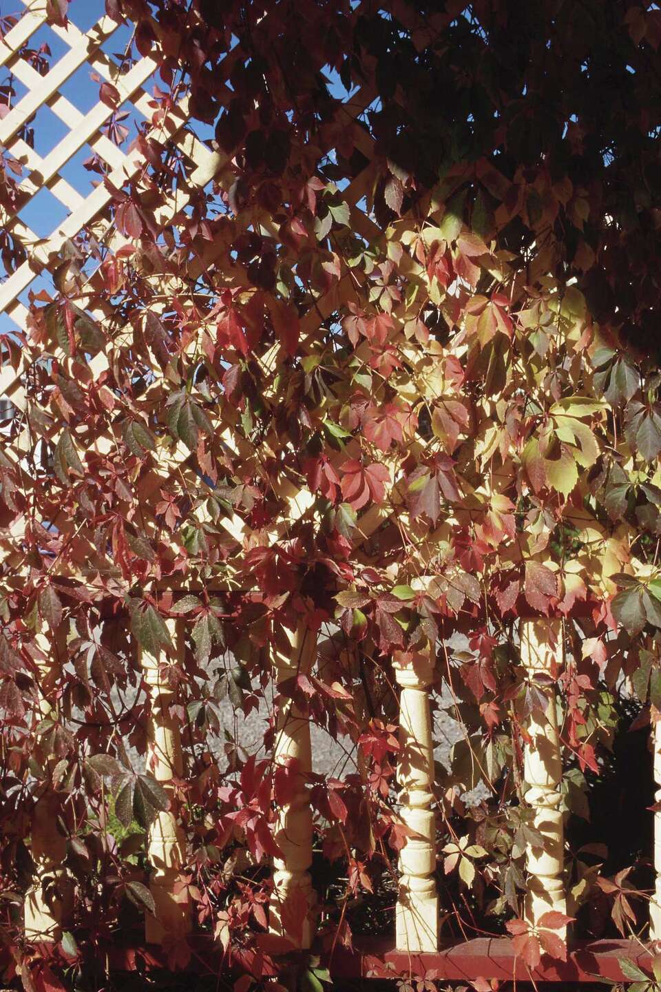 How to Build a Sun-Fighting Trellis