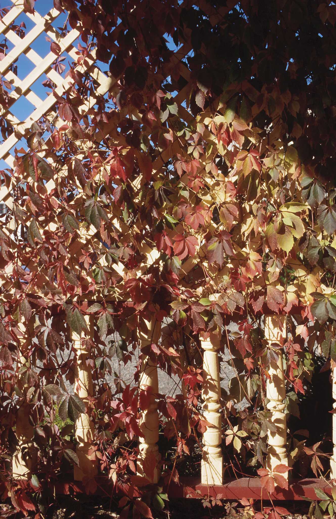 Difference Between Trailing vs. Climbing Plants