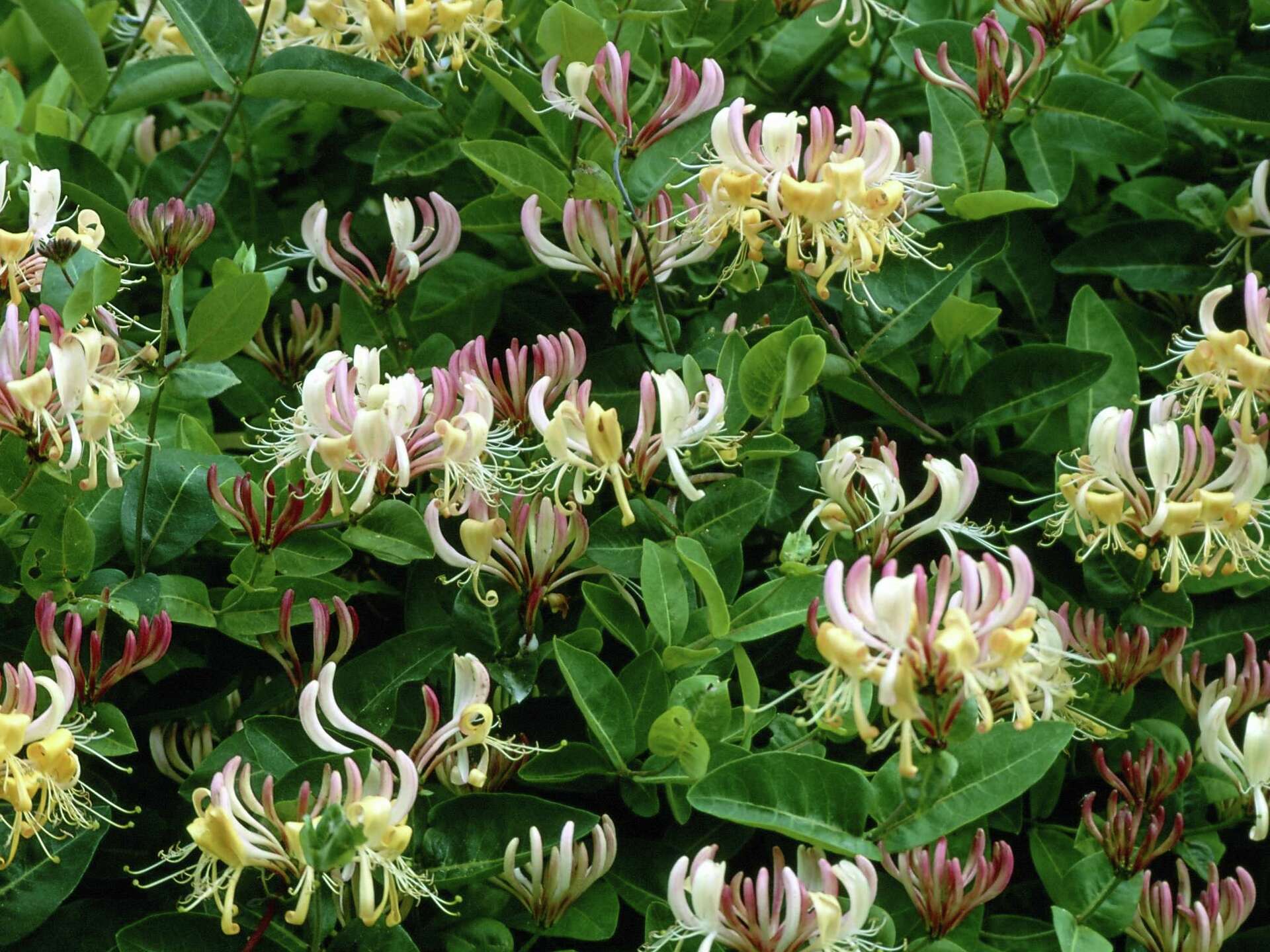 How to Plant Honeysuckle Seeds