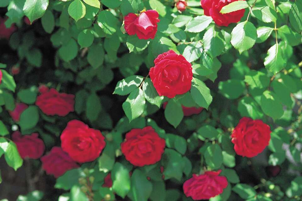 How Far Apart to Plant Rose Bushes?