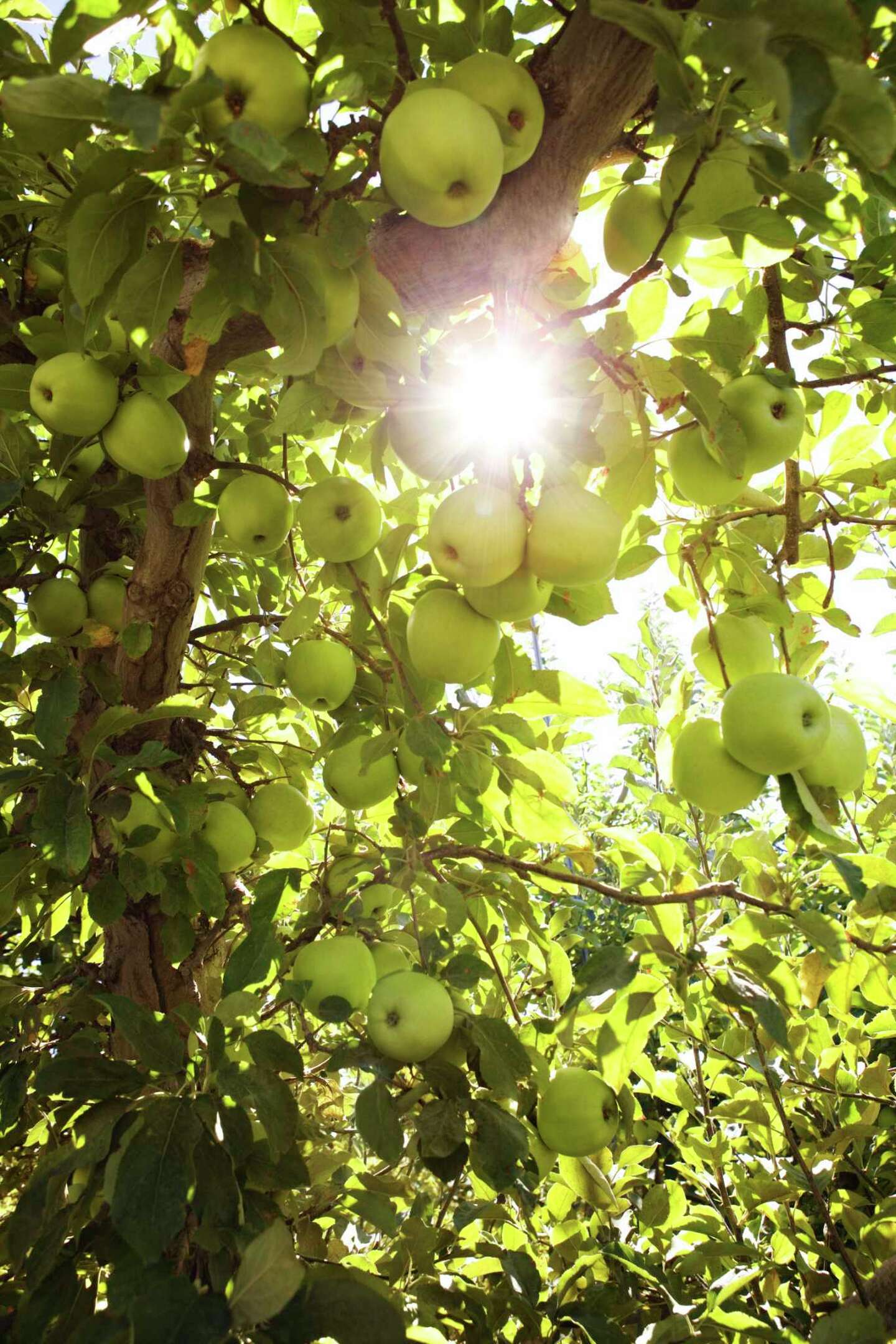 How Does the Apple Tree Reproduce?