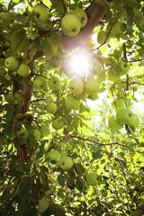 How Does the Apple Tree Reproduce?
