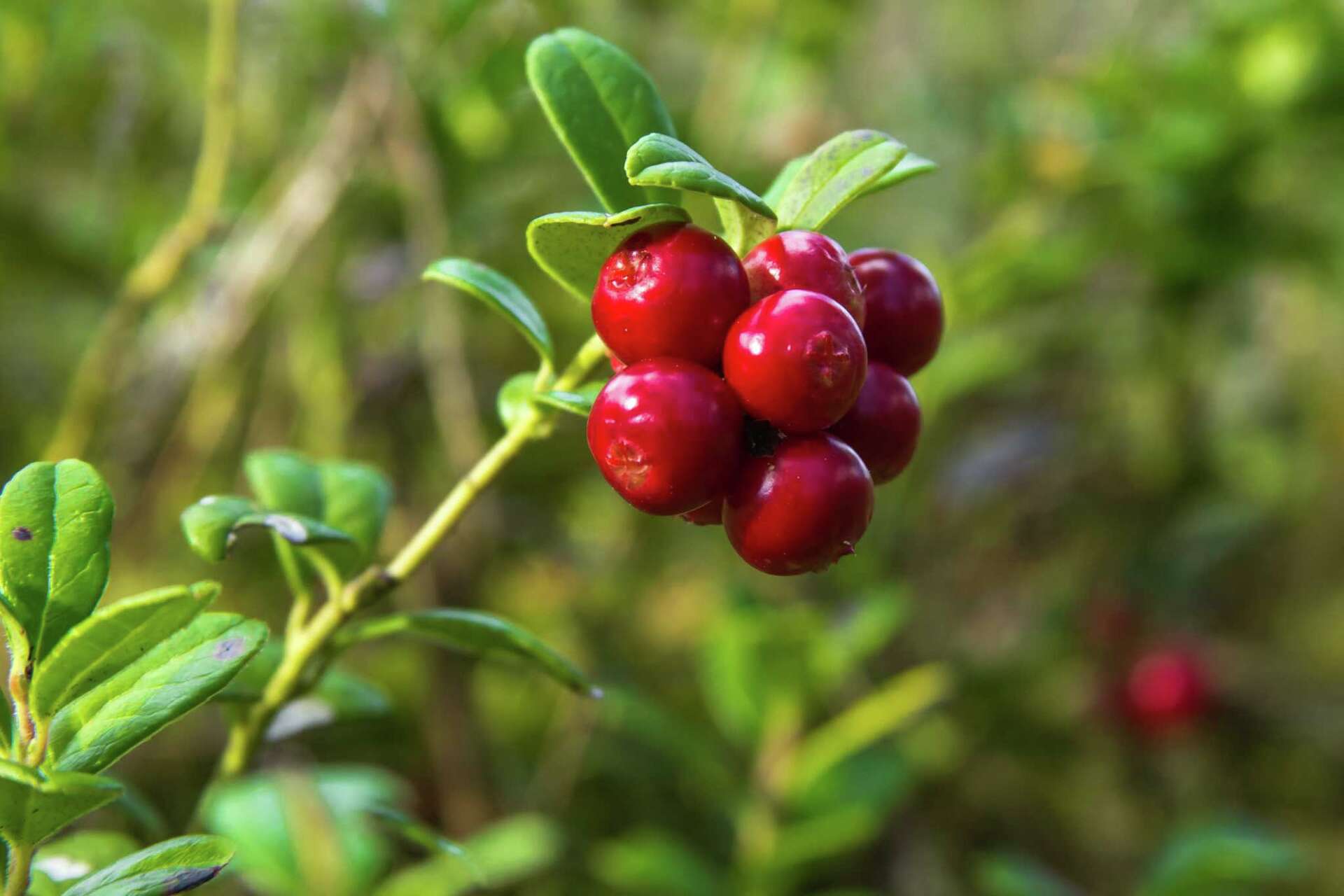 Differences Between Huckleberry & Highbush Blueberries