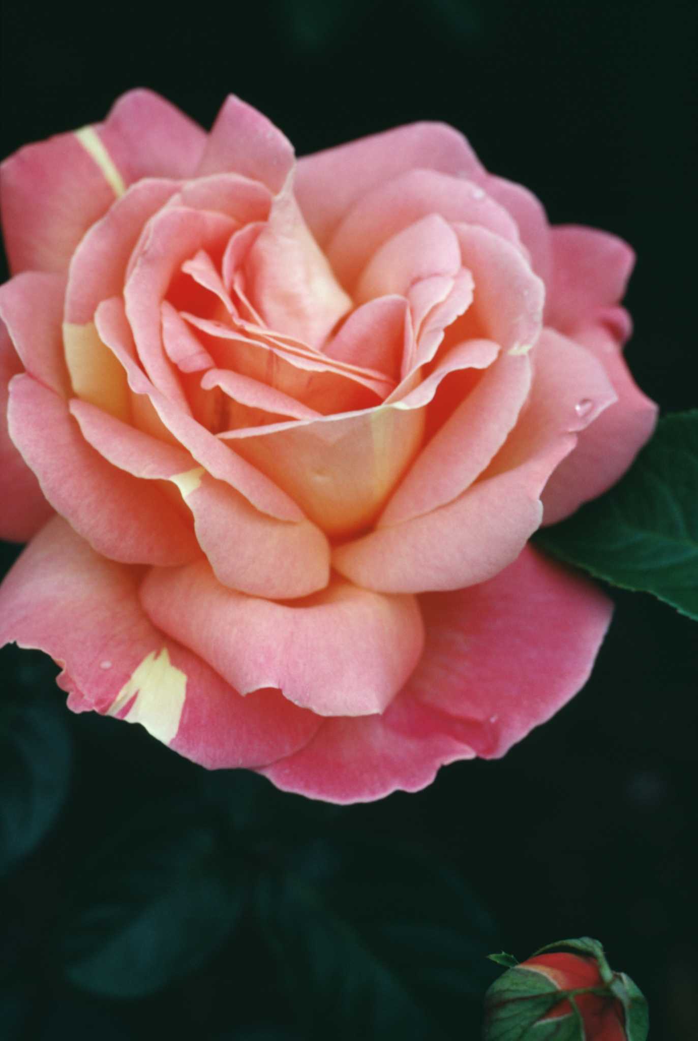 Differences Between Hybrid Teas & Grandifloras