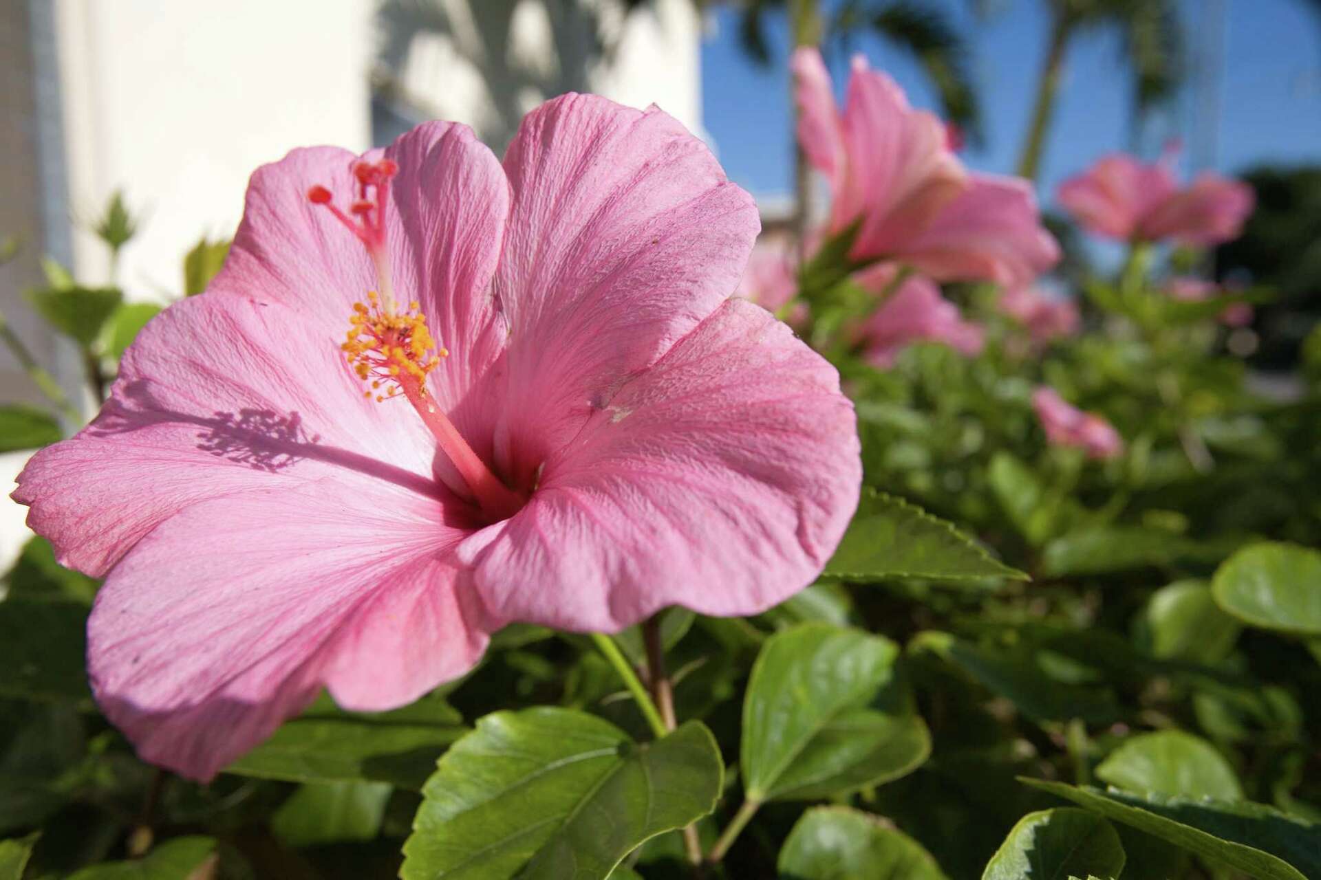 When Should You Plant Luna Hibiscus?