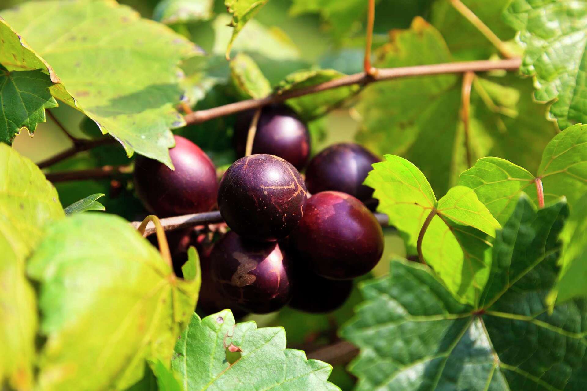 The Differences Between Scuppernong & Muscadine