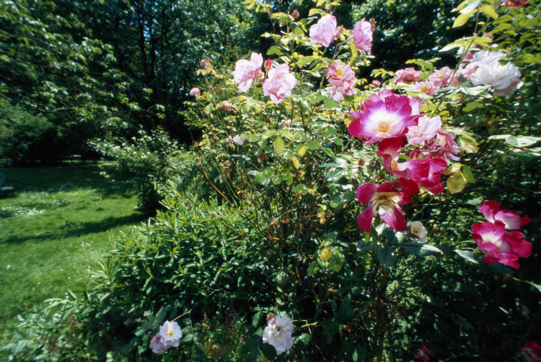 How to Plant the Knock Out Rose in the Fall