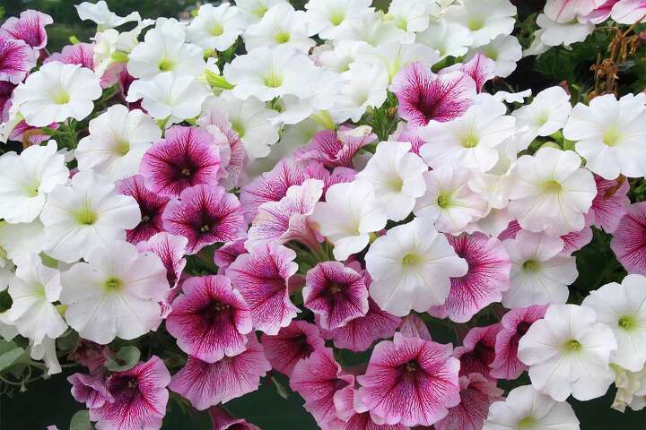 The Differences Between Wave & Cascading Petunias