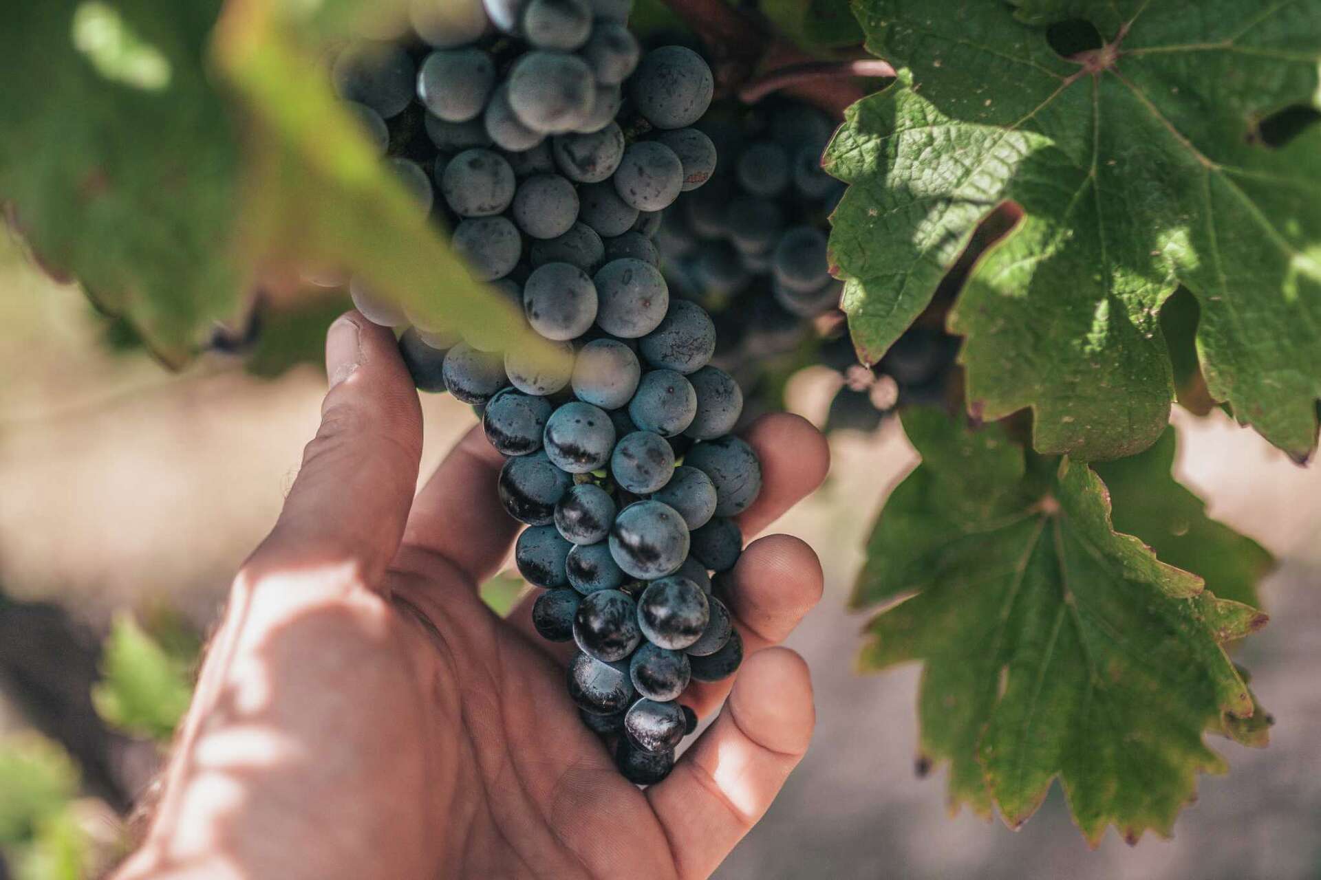 Differences Between Wild Grape Vines & Domesticated Vines