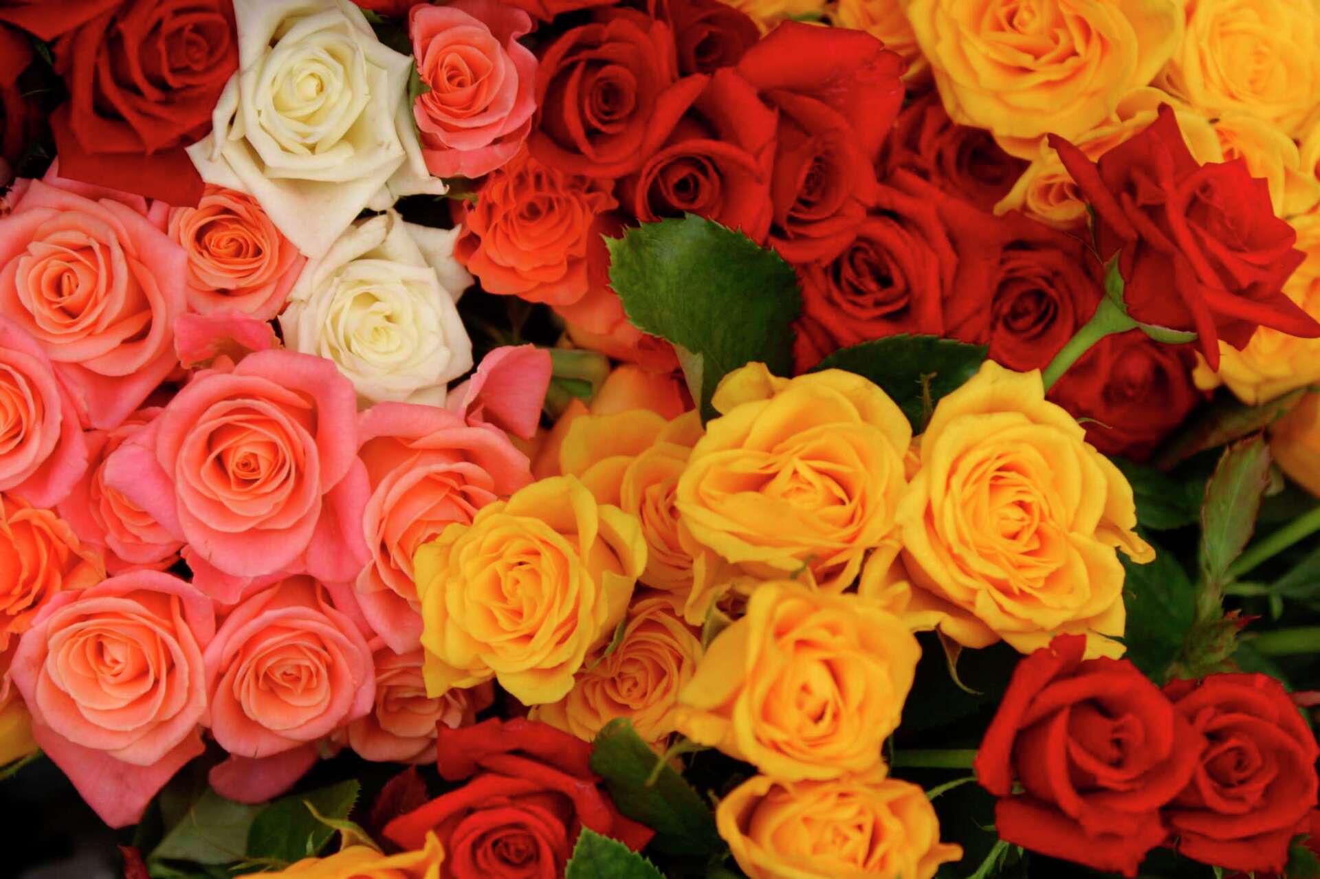 Differences in the Varieties of Roses