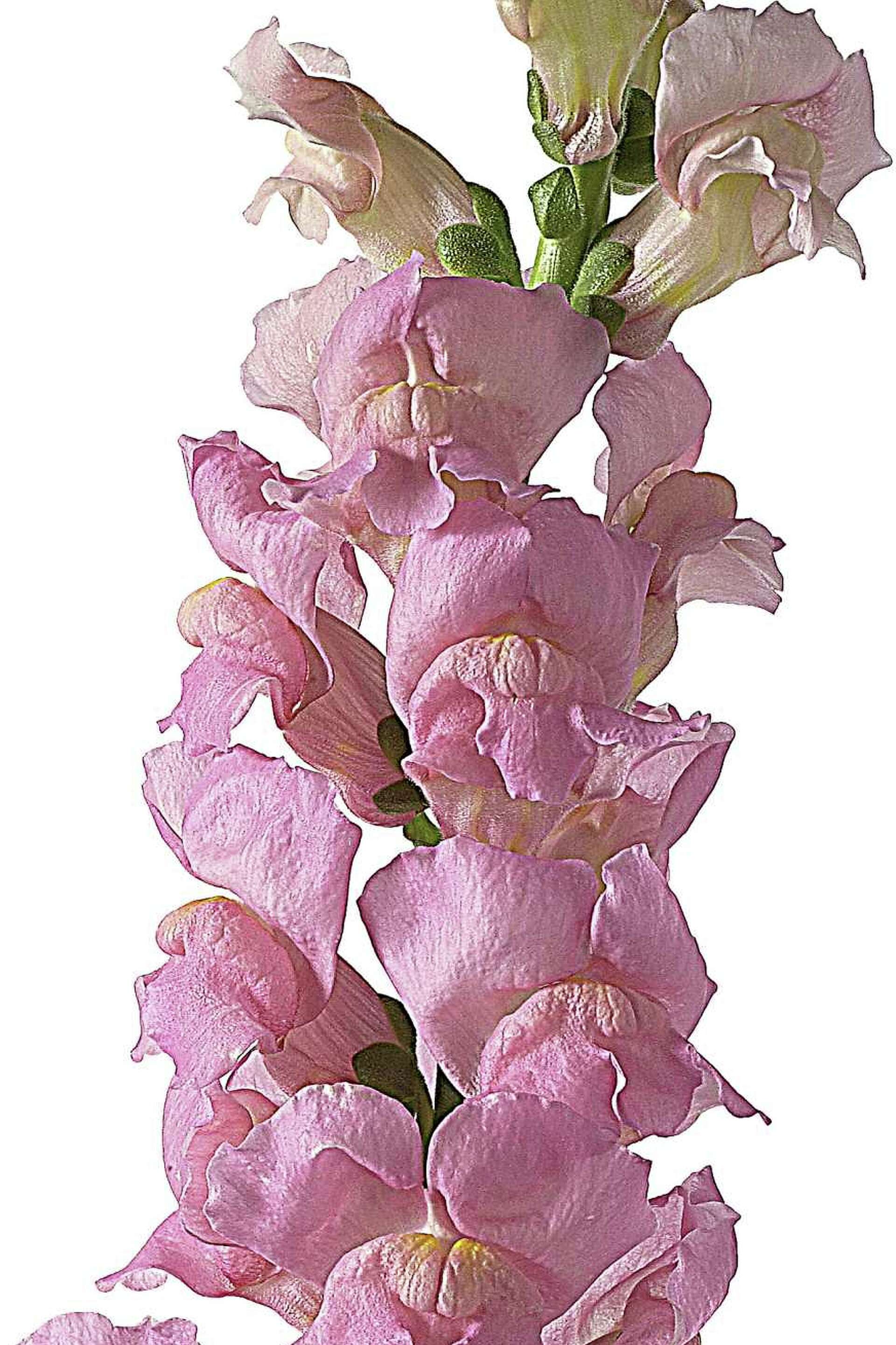 Different Colors of Snapdragons