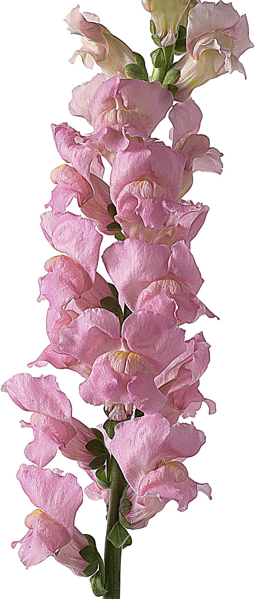 Different Colors of Snapdragons
