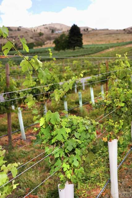 Types of Grape Trellises