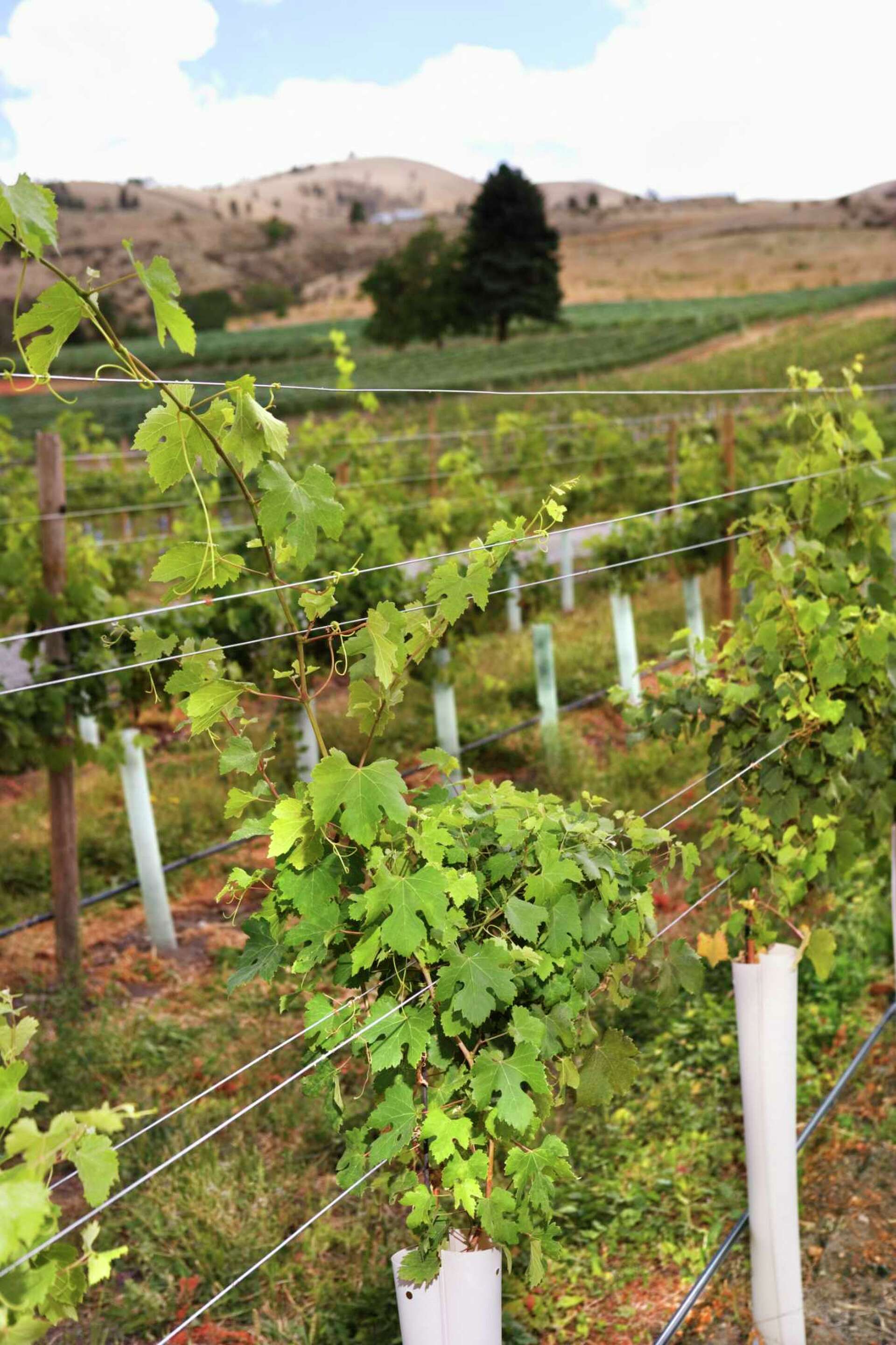 How to Grow Grape and Raspberry on the Same Trellis