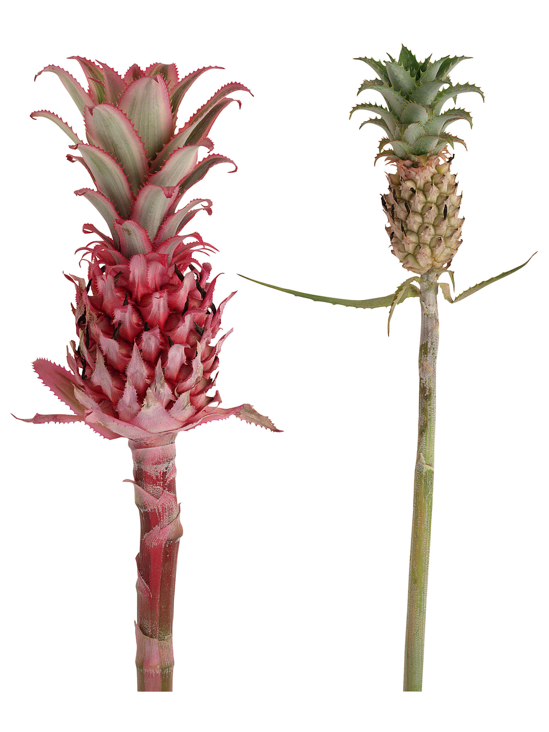 How to Care for a Pineapple Plant Bloom