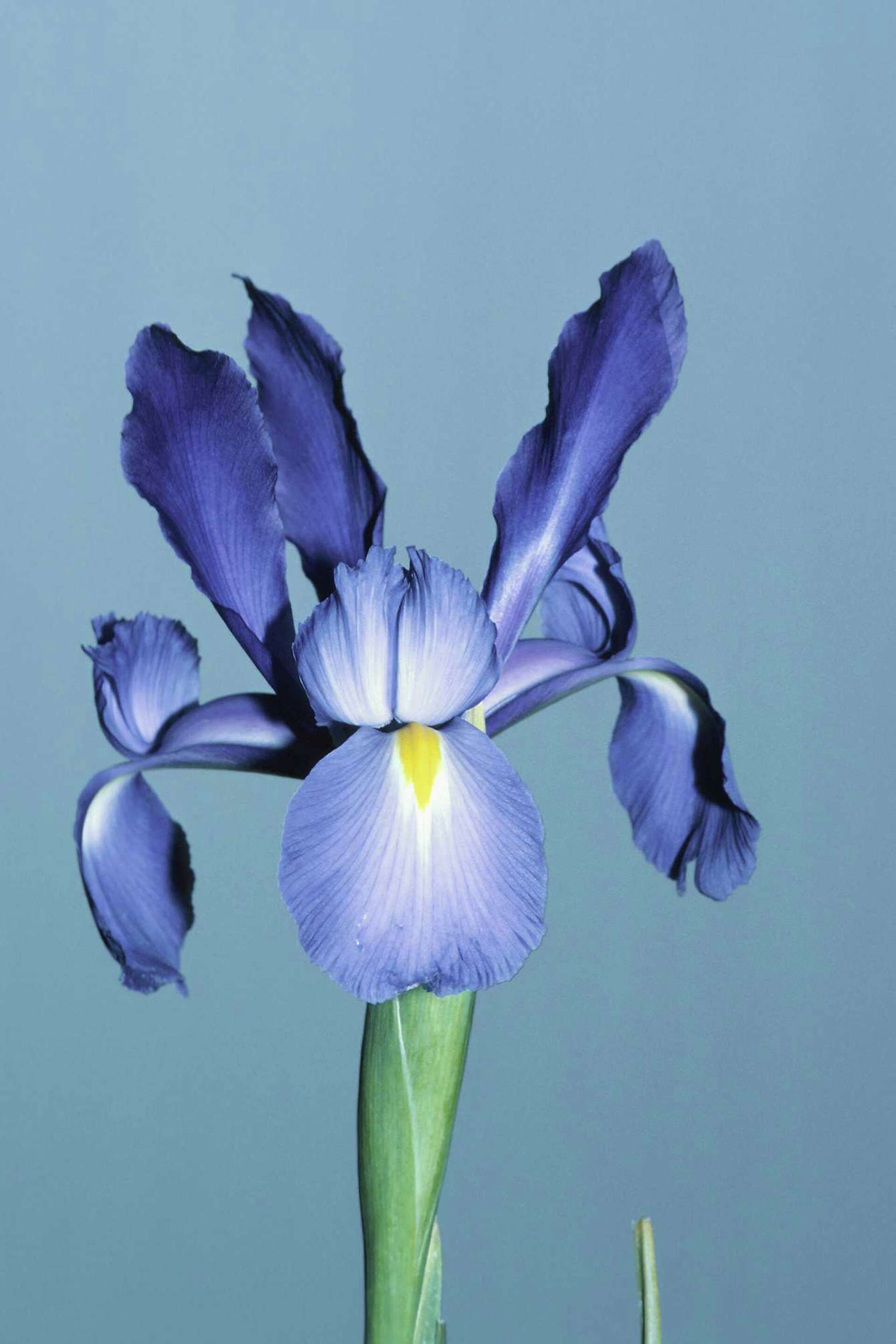 Different Types of Iris Flowers