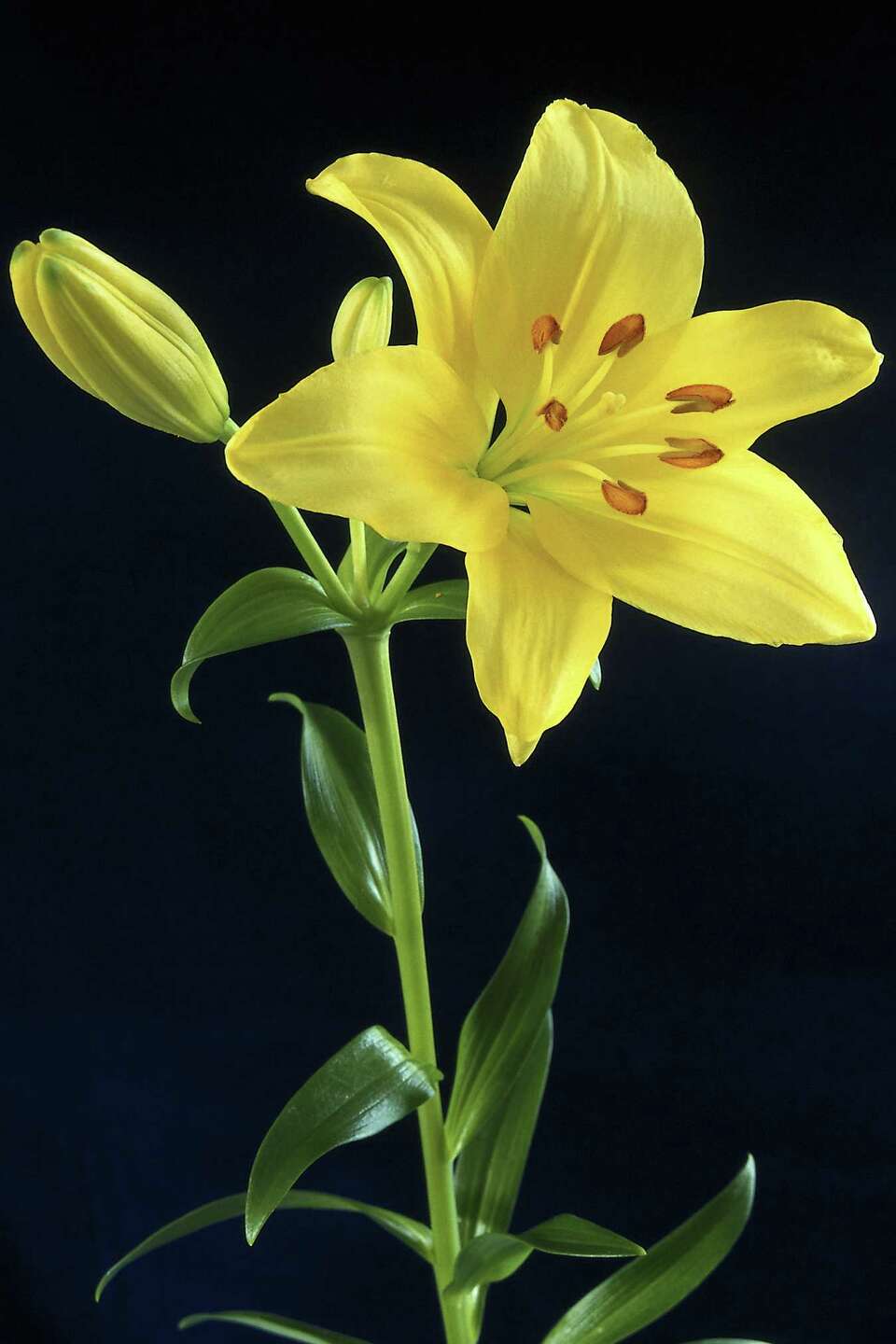 How to Trim a Lily