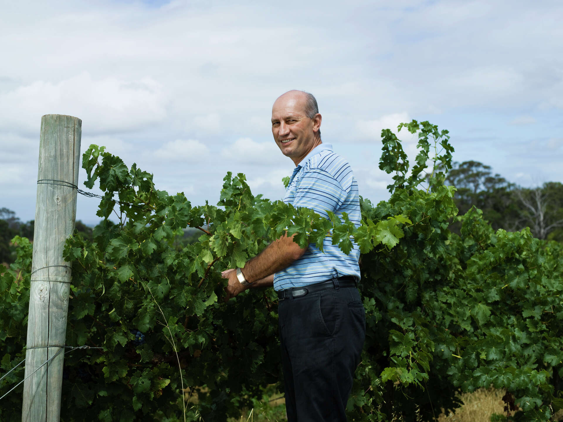 Different Types & Methods to Grow Grapevines