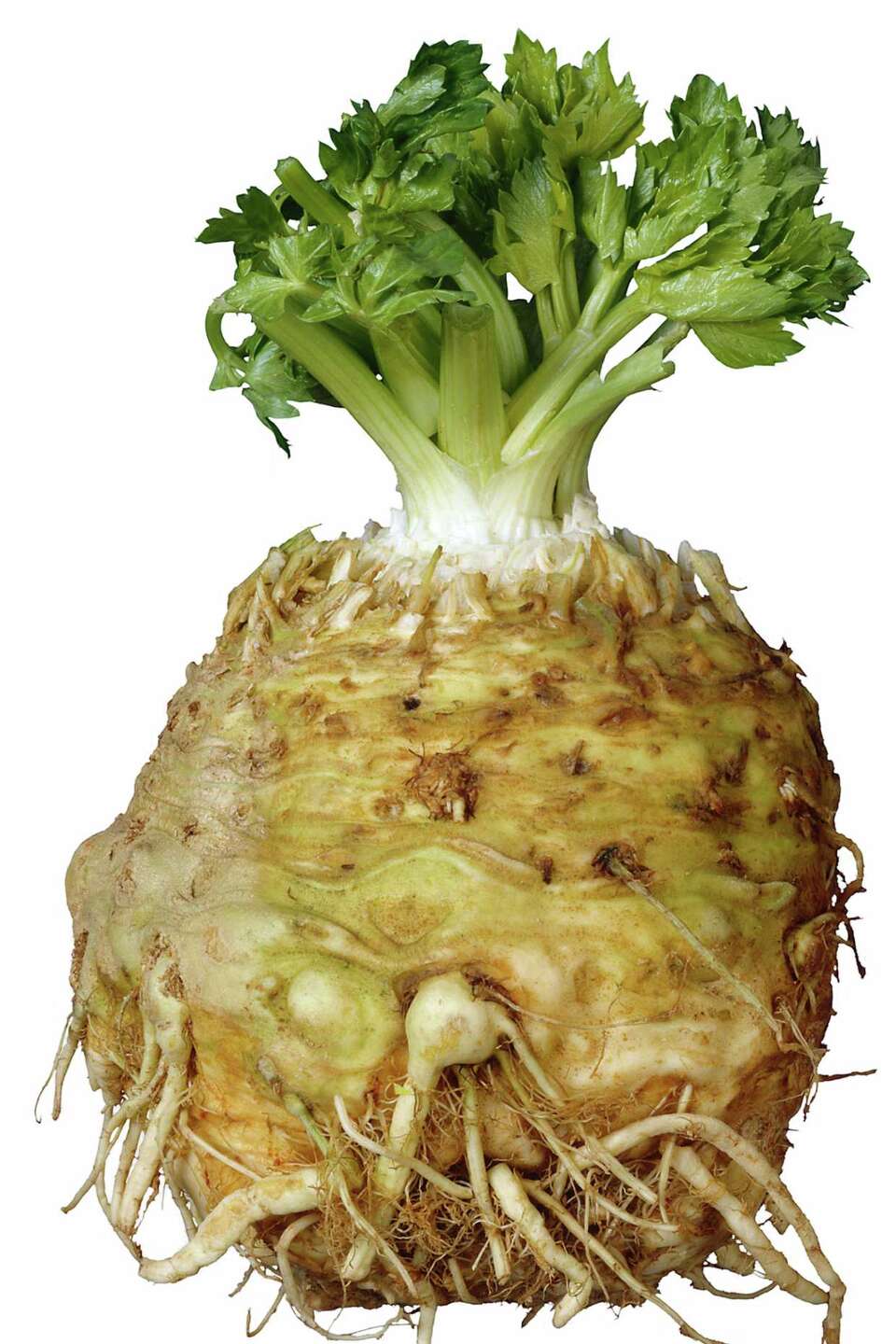 Different Varieties of Celery