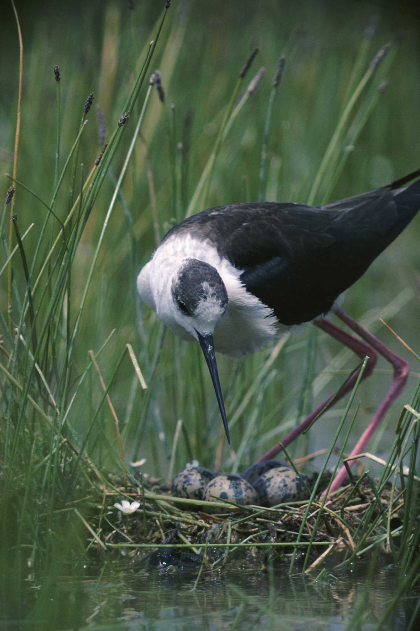 When Digging a Pond, How Far From a Septic Field Line Should You Dig?