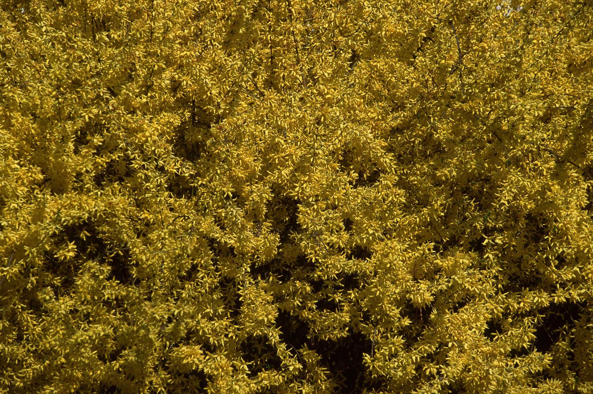 Forsythia Roots Removal