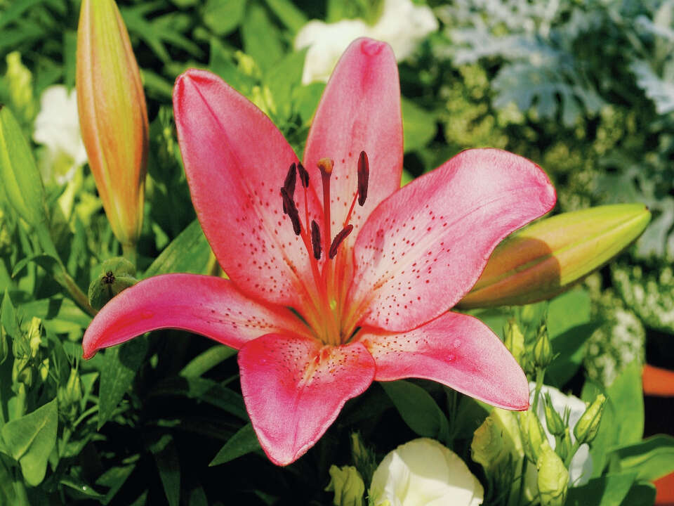 How to Dig Out Lilies